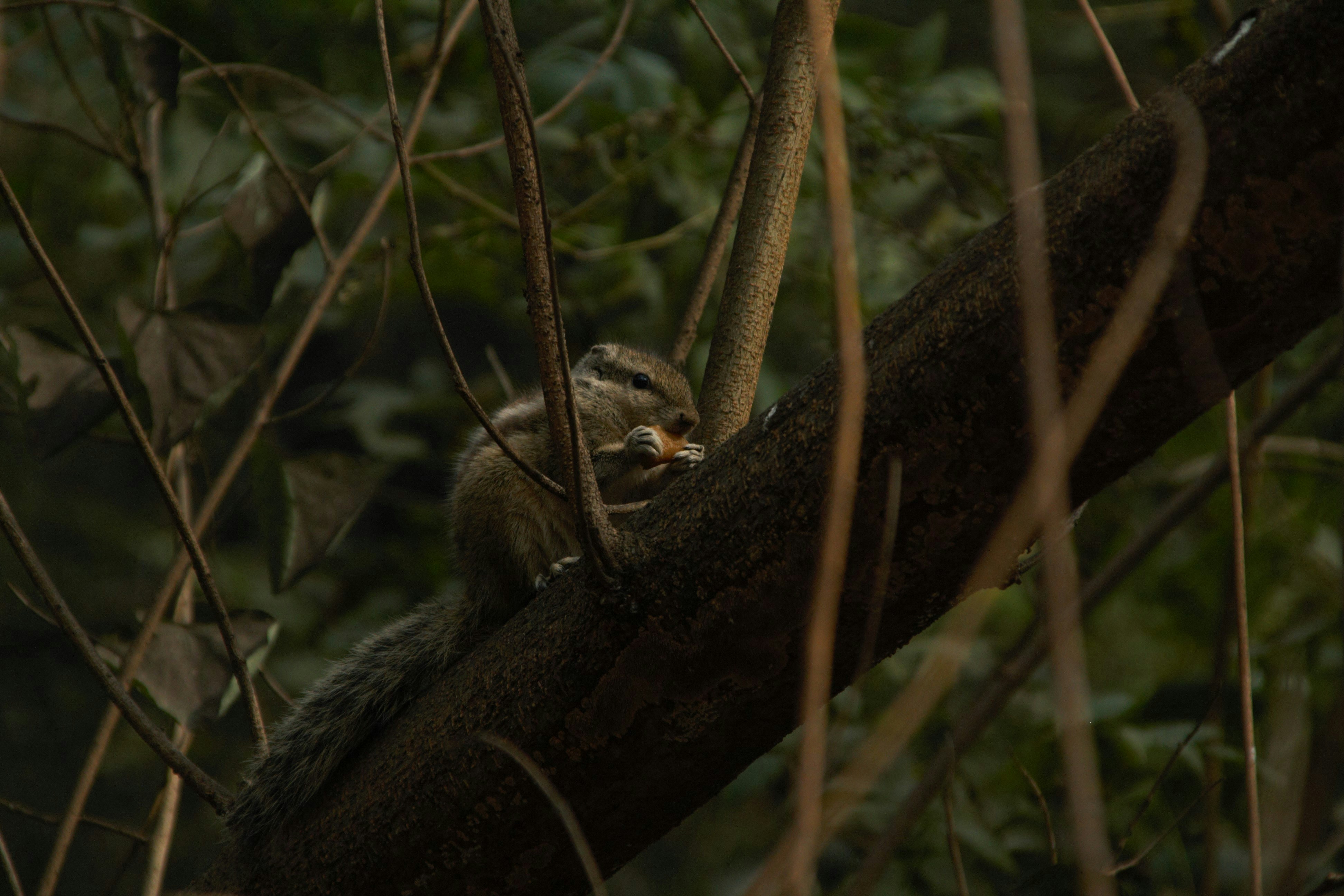 Whiskered Scout on a Rainforest Branch
