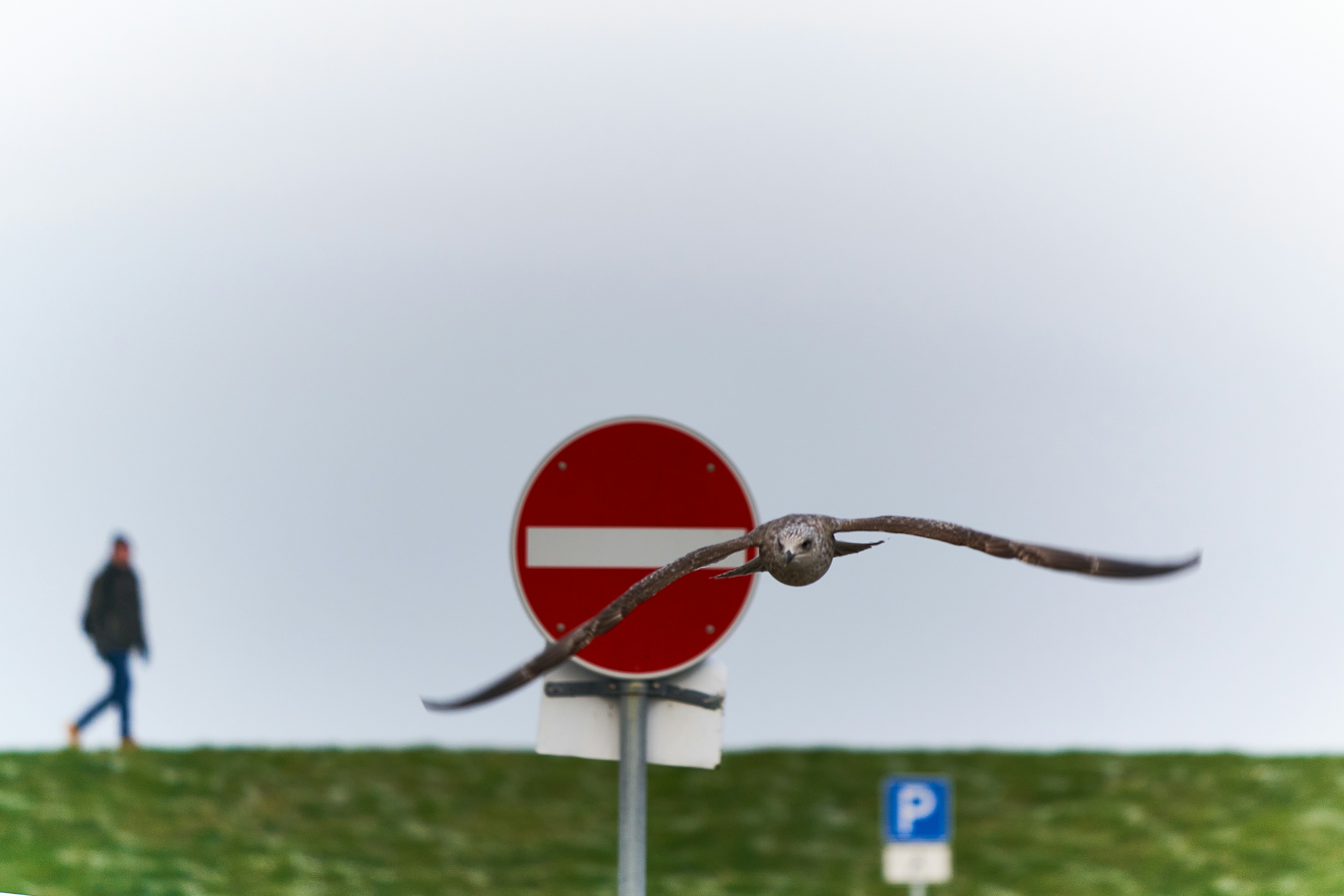 Time-lapse photography of a bird in flight photo – Free Deutschland ...