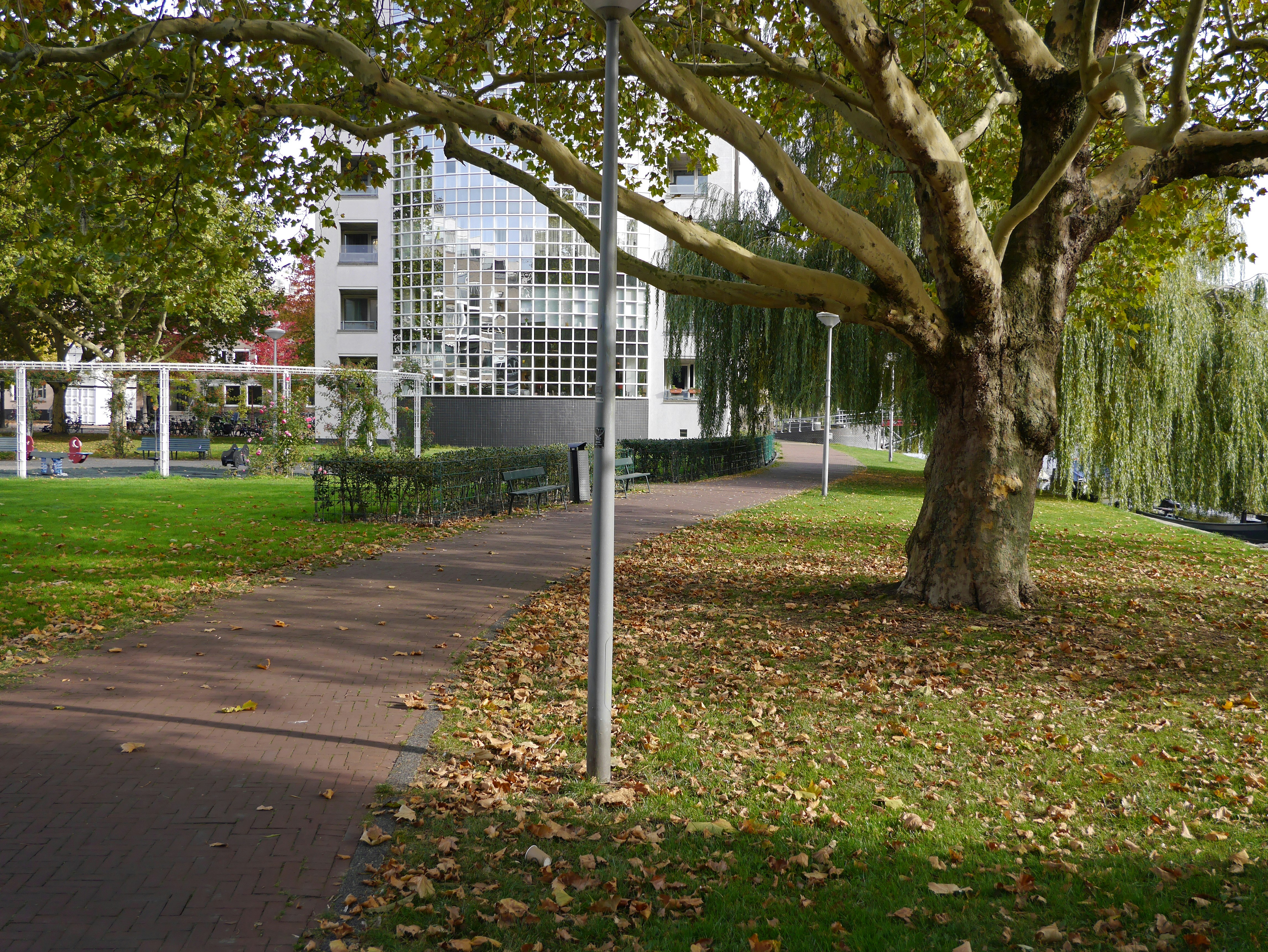 Urban pathway lined with fallen leaves beside a large tree and modern apartments in early autumn.