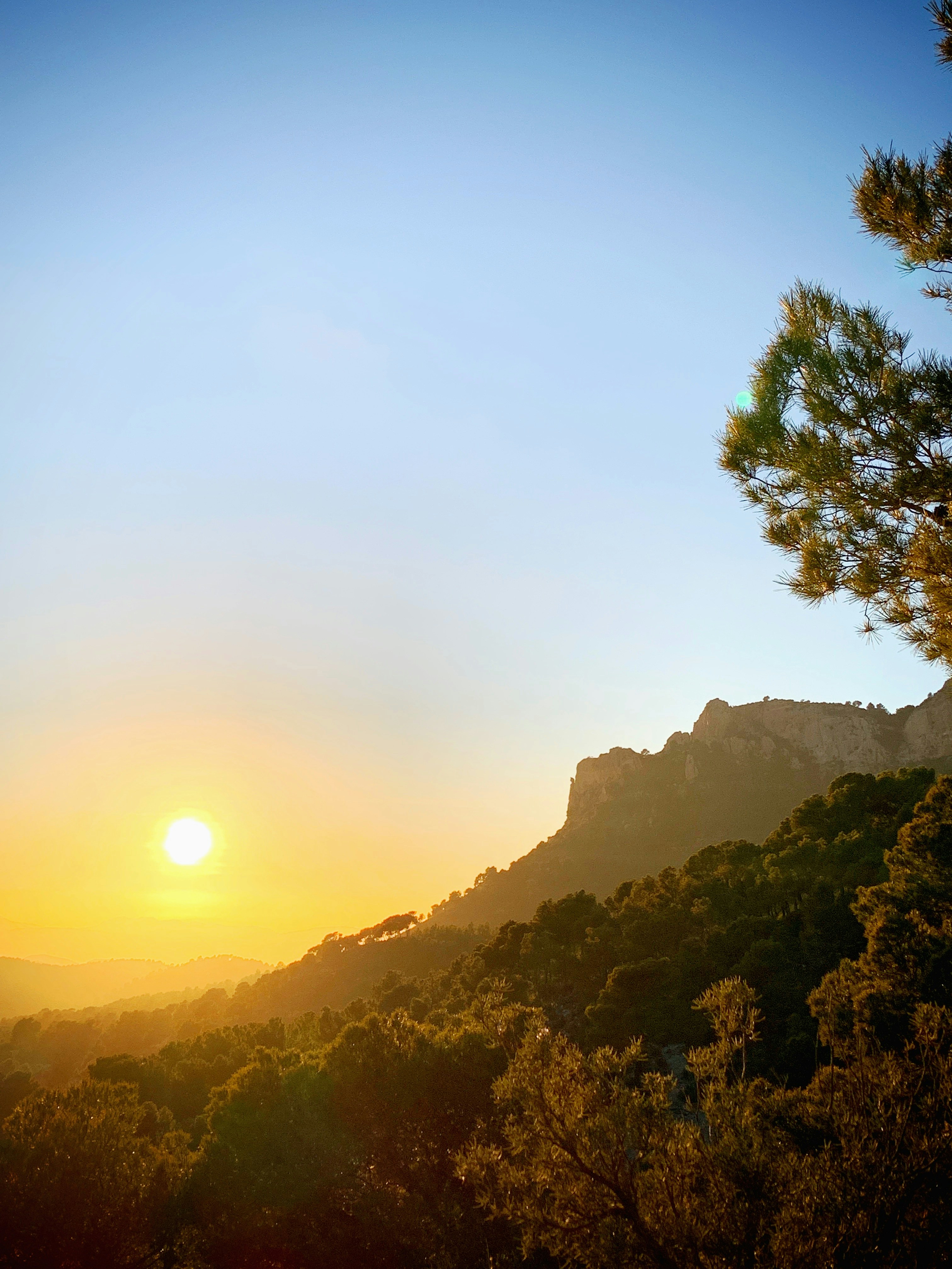 Forest under blue and yellow sky photo – Free Nature Image on Unsplash