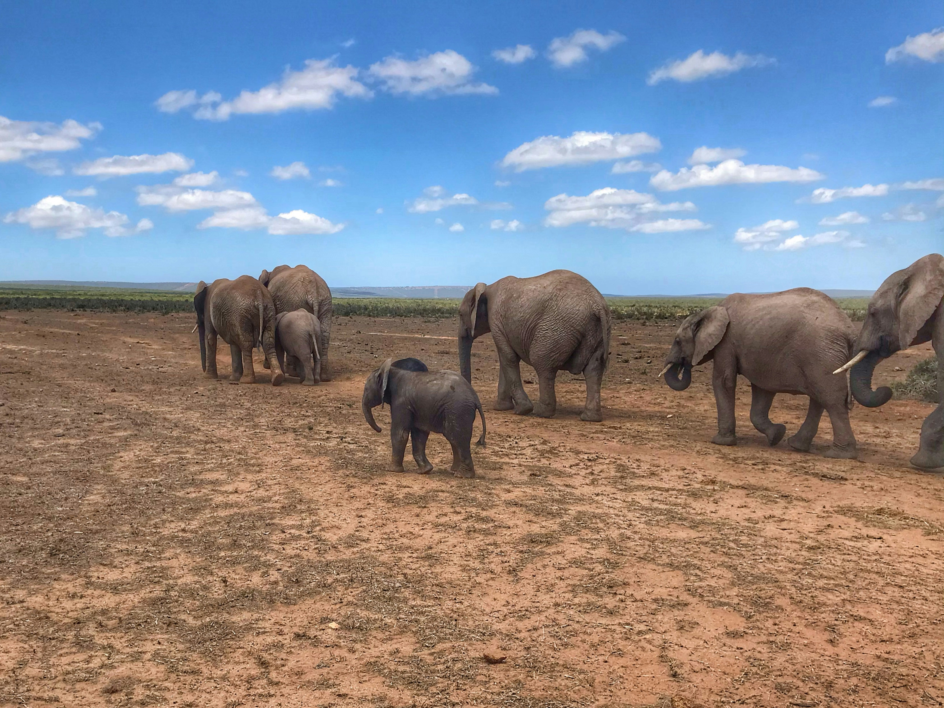 Gray elephants photo – Free South africa Image on Unsplash