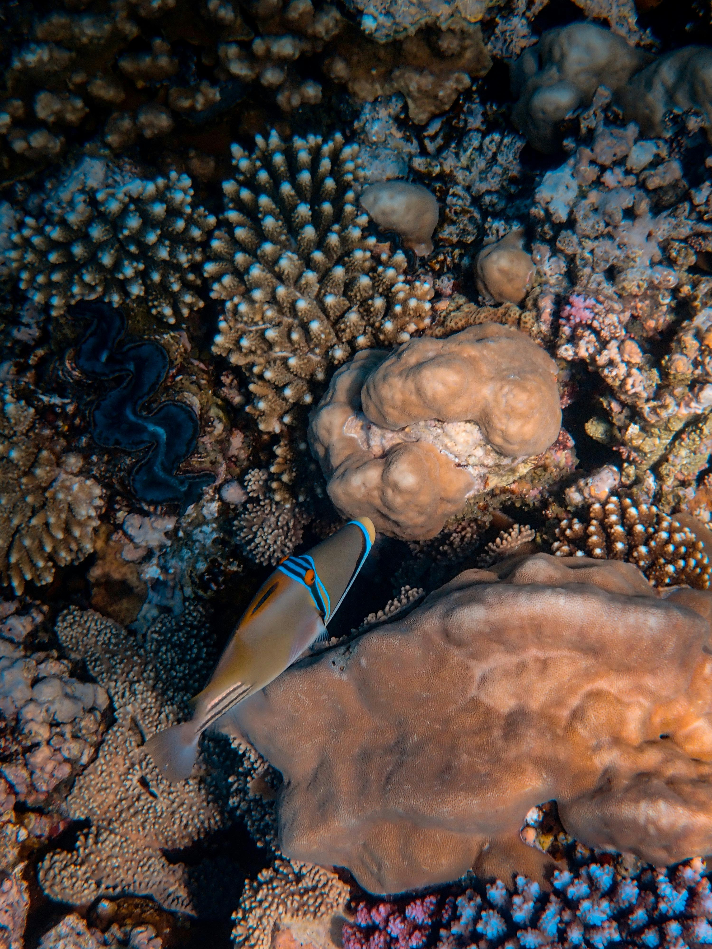 Reef | 4 best free reef, sea life, sea and outdoor photos on Unsplash