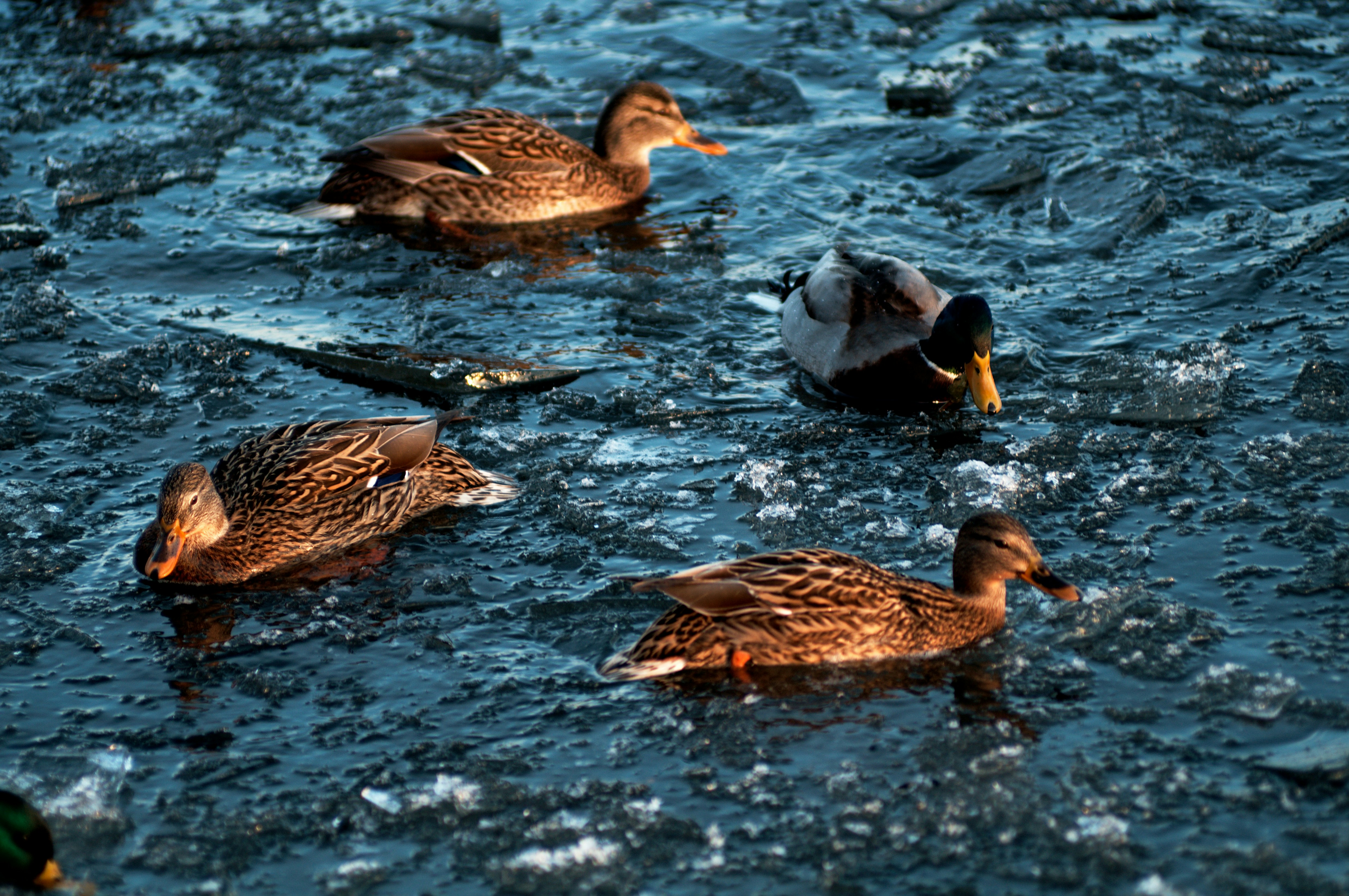 Four Mallards Glide Across Frosted Blue Ice