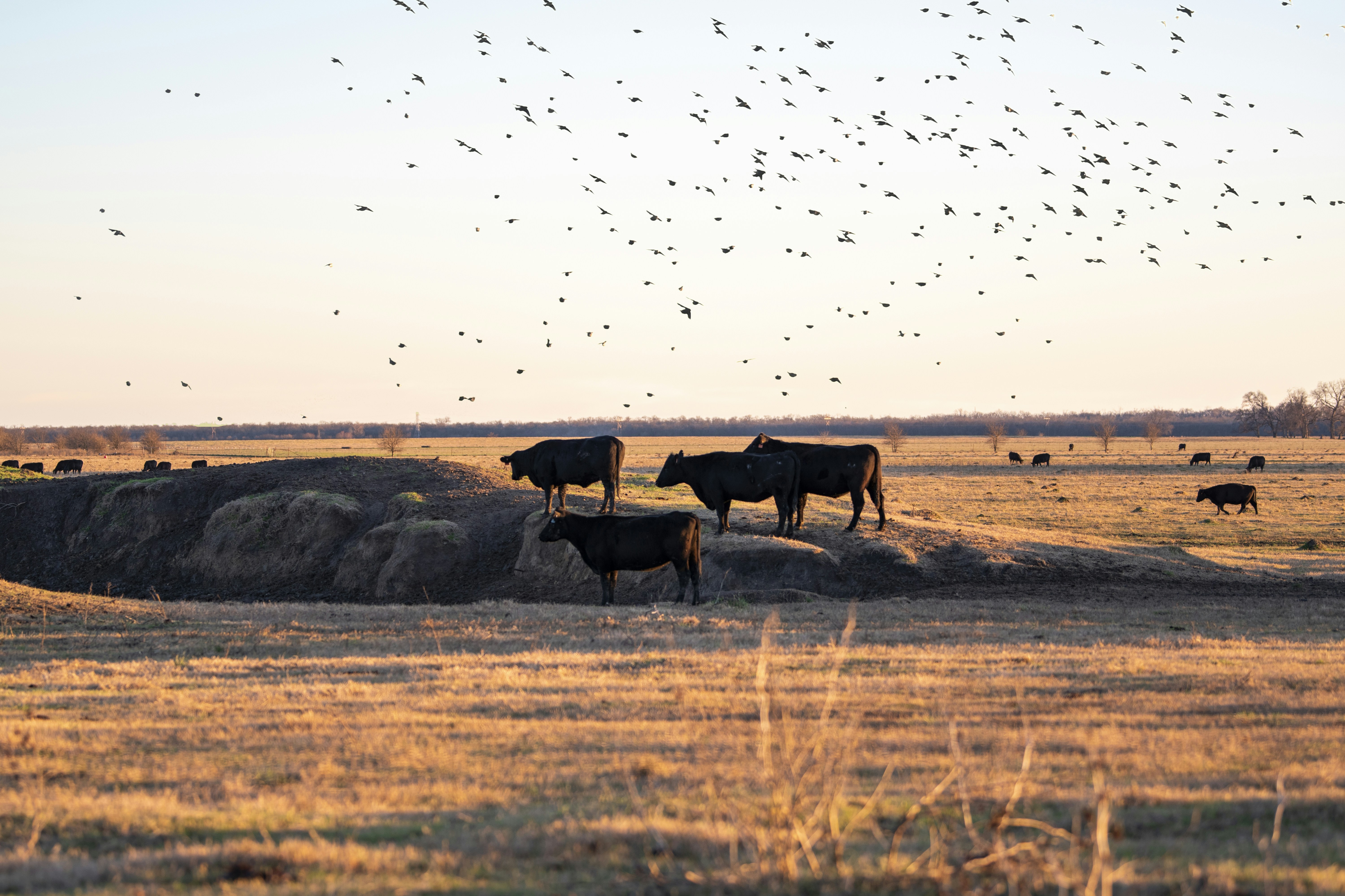 Golden Hour Herd: Cattle Gather on a Prairie Ridge Under a Sky Full of Birds