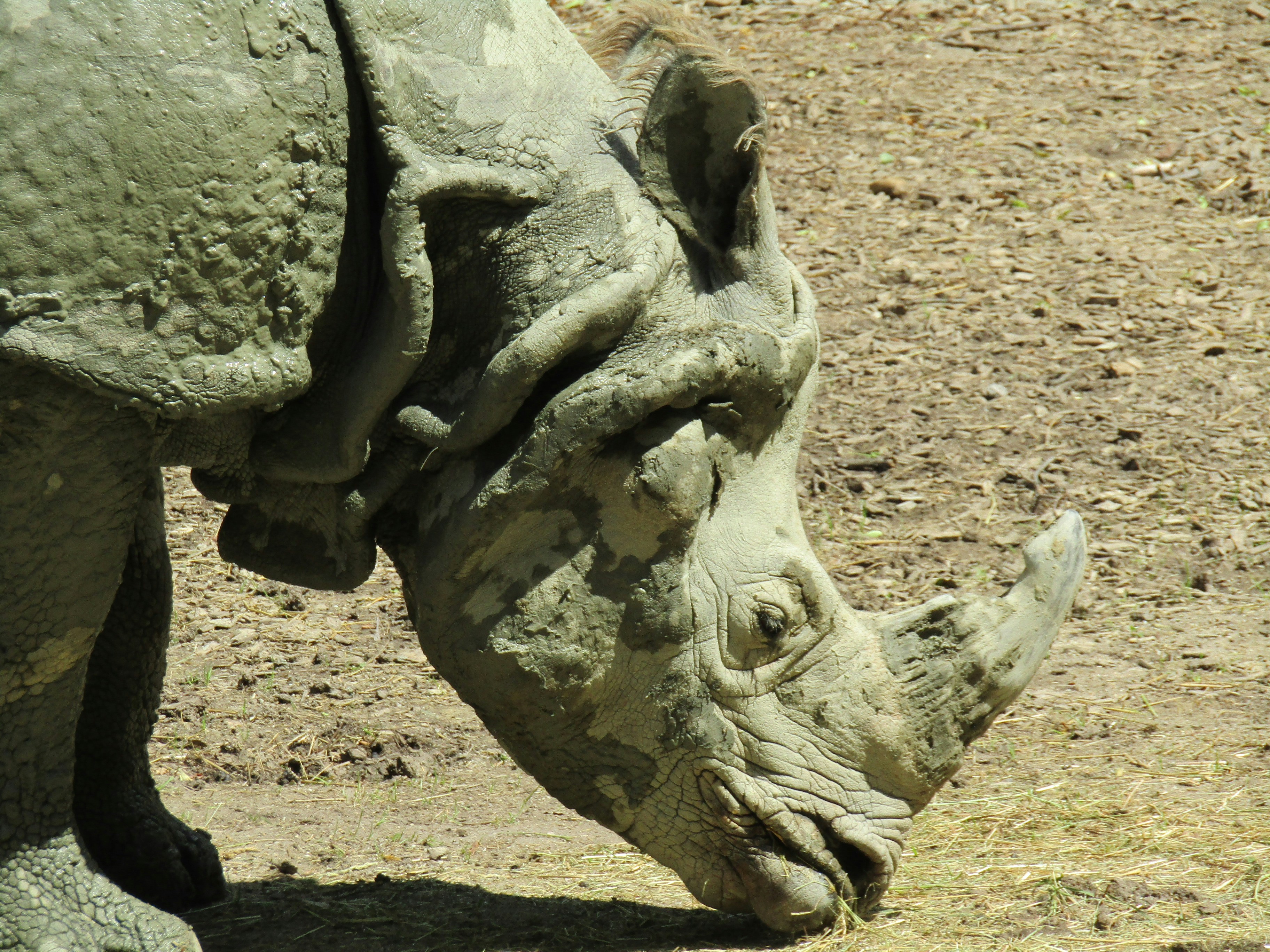 Macro photography of gray rhino photo – Free Rhino Image on Unsplash