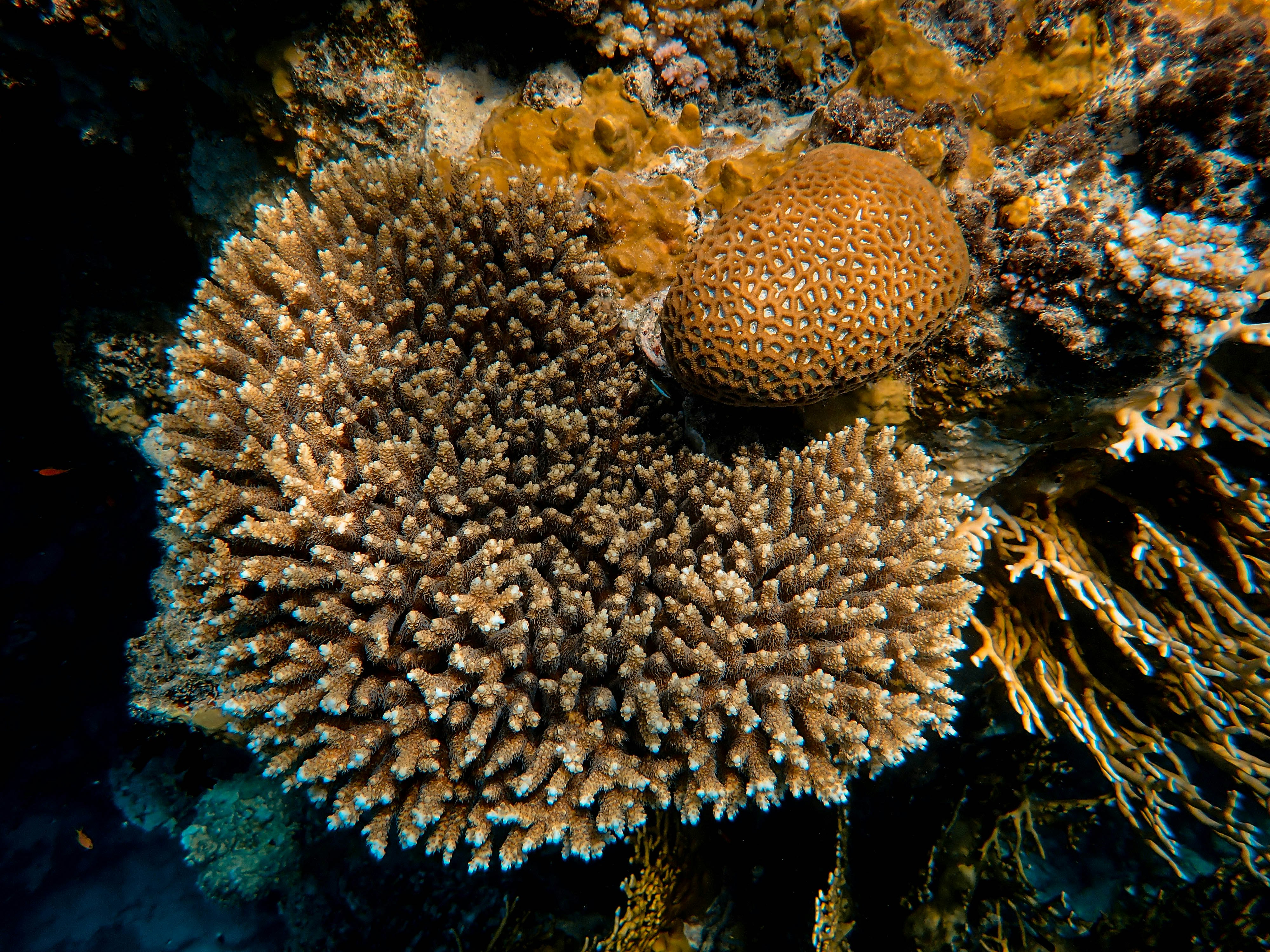 Brown coral reef shell photo – Free Red sea Image on Unsplash