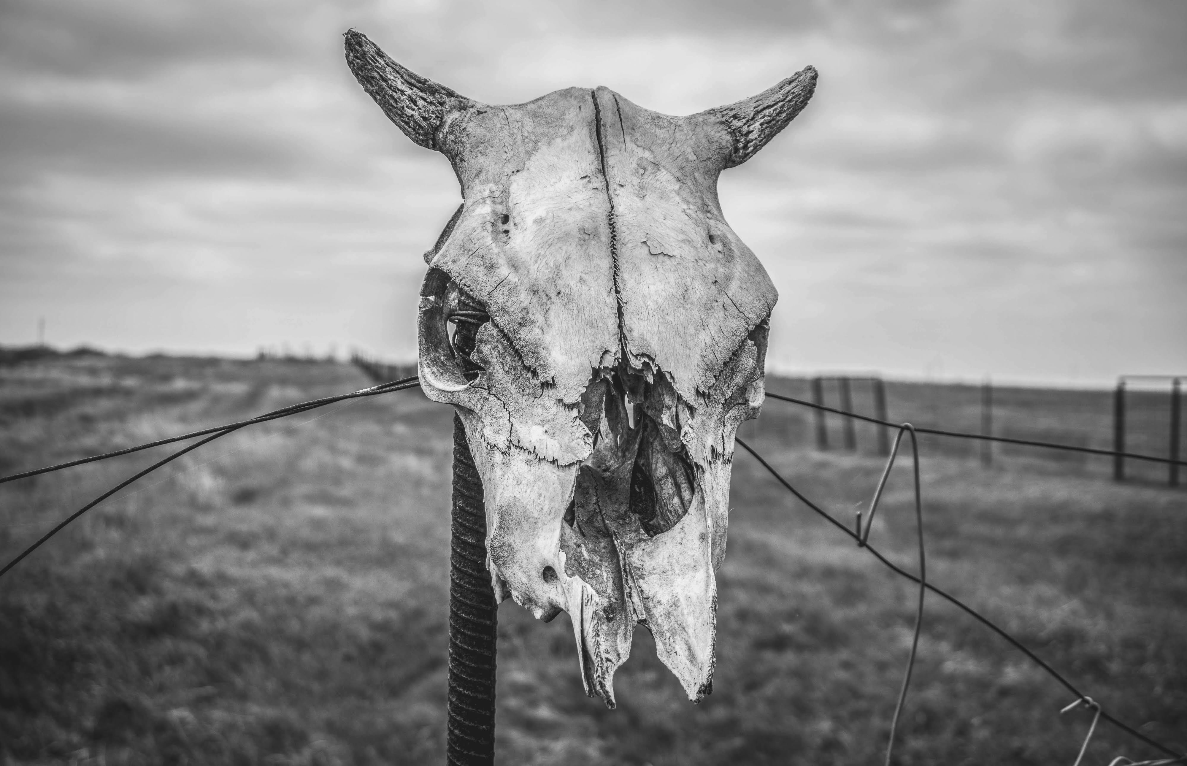 Weathered cattle skull mounted on a post, surrounded by an expansive, desolate landscape. The monochrome tones enhance the haunting atmosphere.