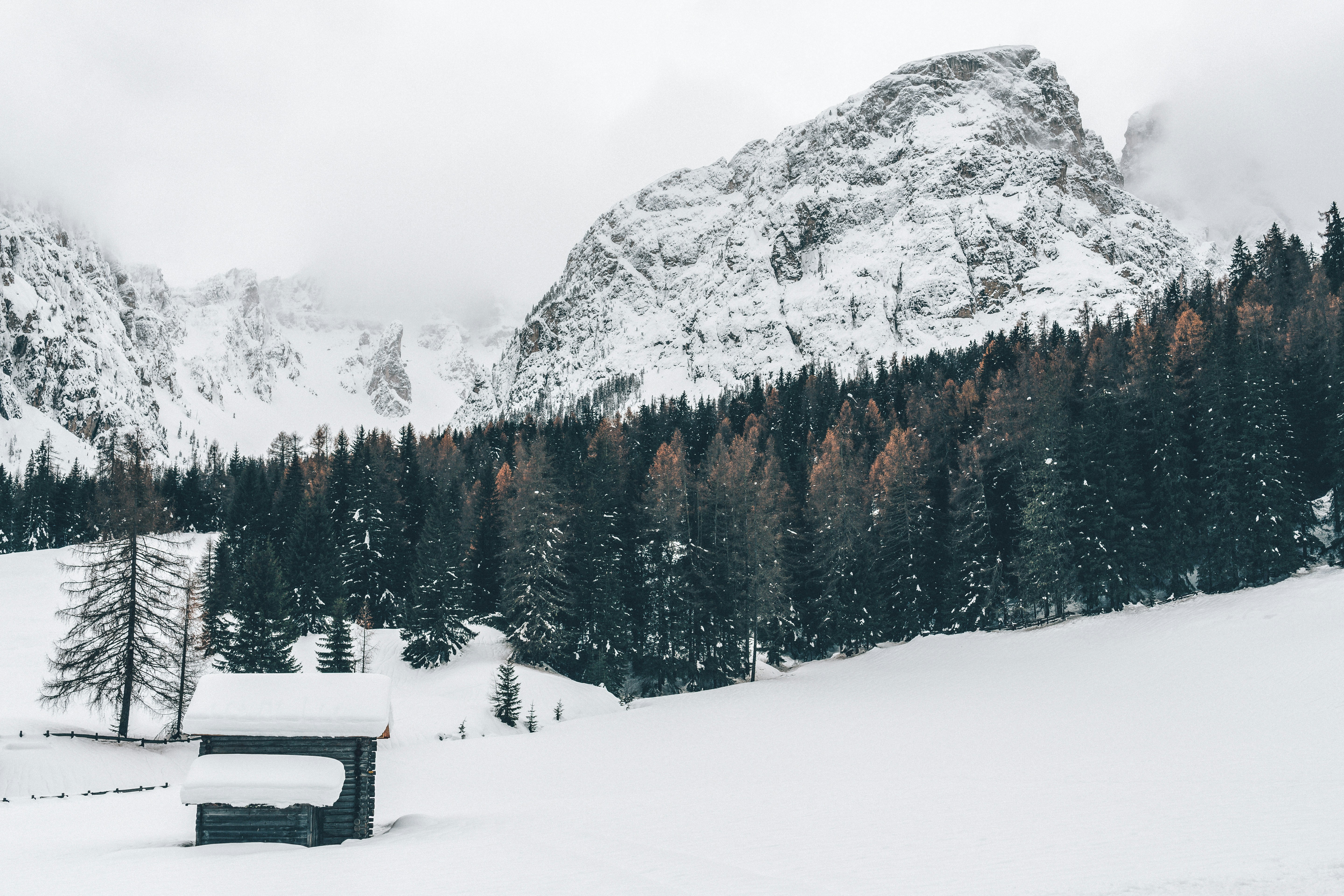 Forest, snowfield, and glacier mountains during day photo – Free Grey ...