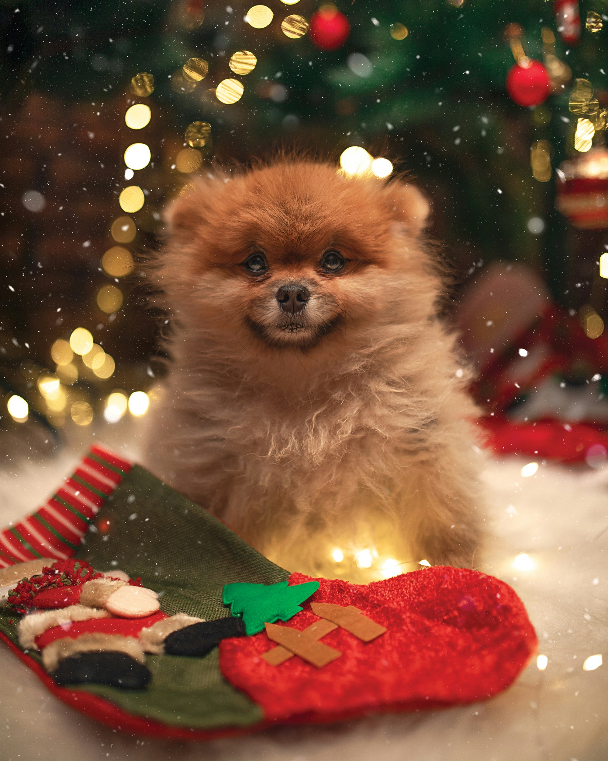 Fluffy Yuletide Glow: Pomeranian Poses in Christmas Light