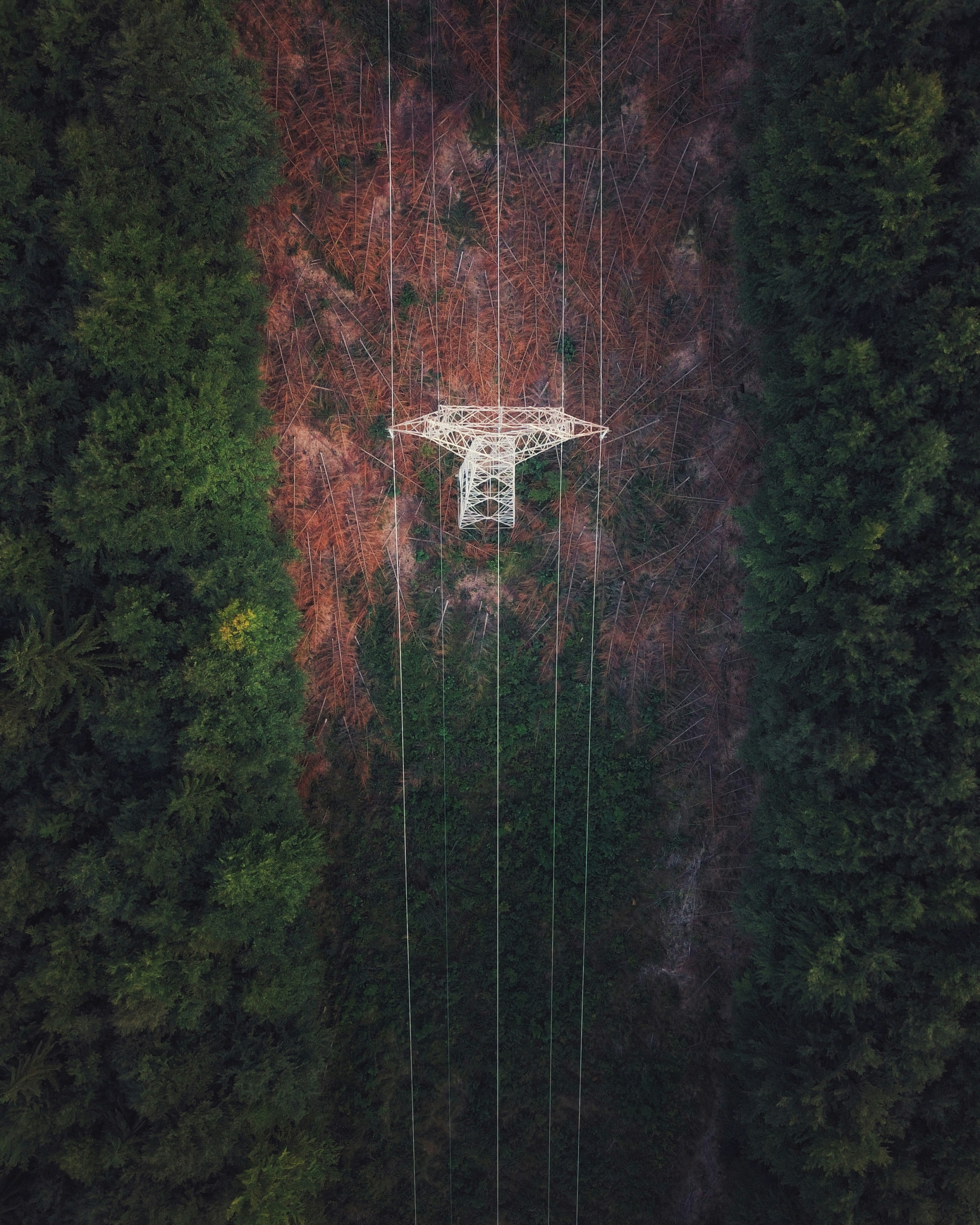 Geometric Sentinel: Transmission Tower Hovering Over a Pine Corridor