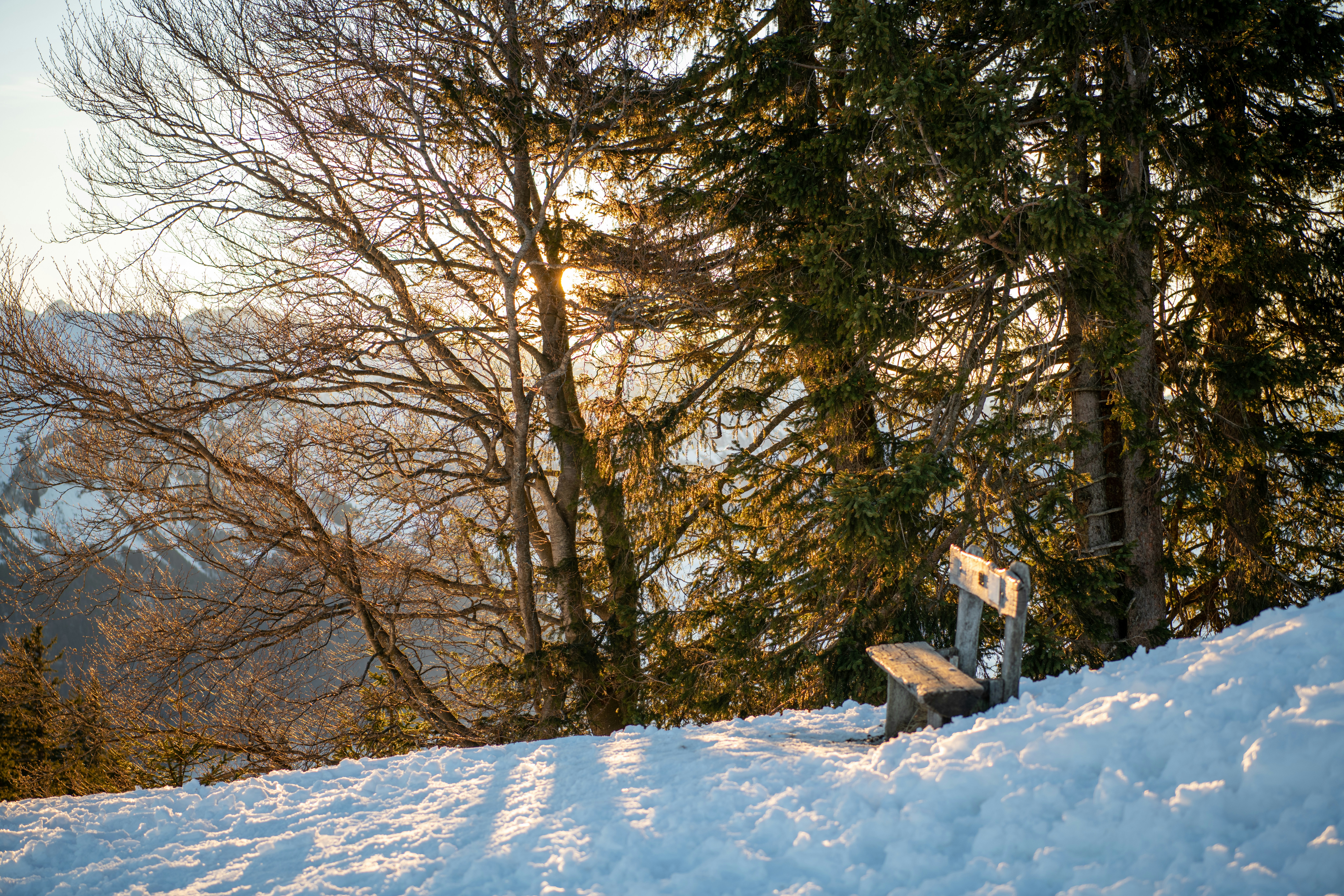 Wooden bench surrounded by snow under tall trees with warm sunlight filtering through.