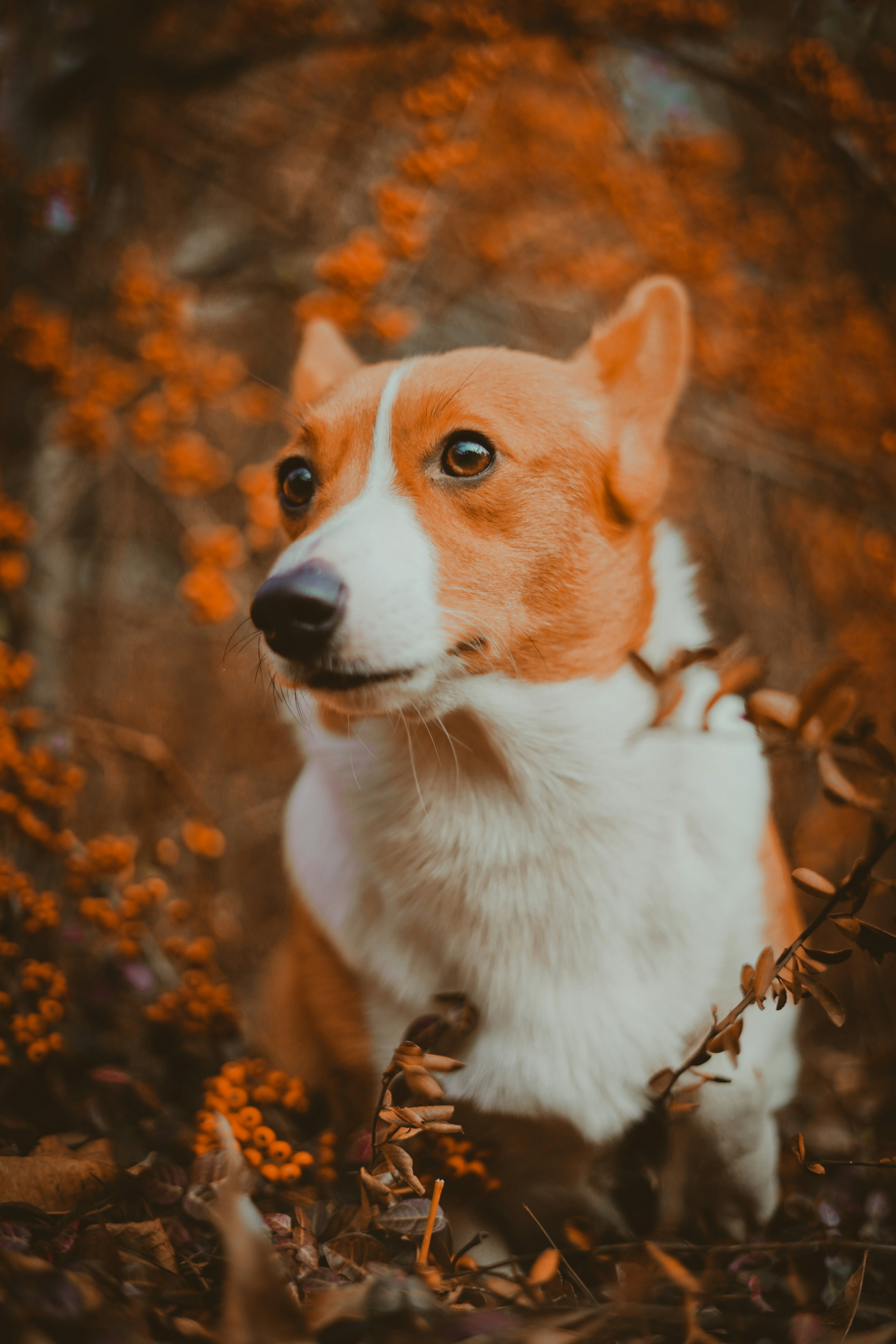 A Corgi sits amidst vibrant autumn foliage, its expressive gaze reflecting the warmth of the season. The rich colors enhance the dog's features.