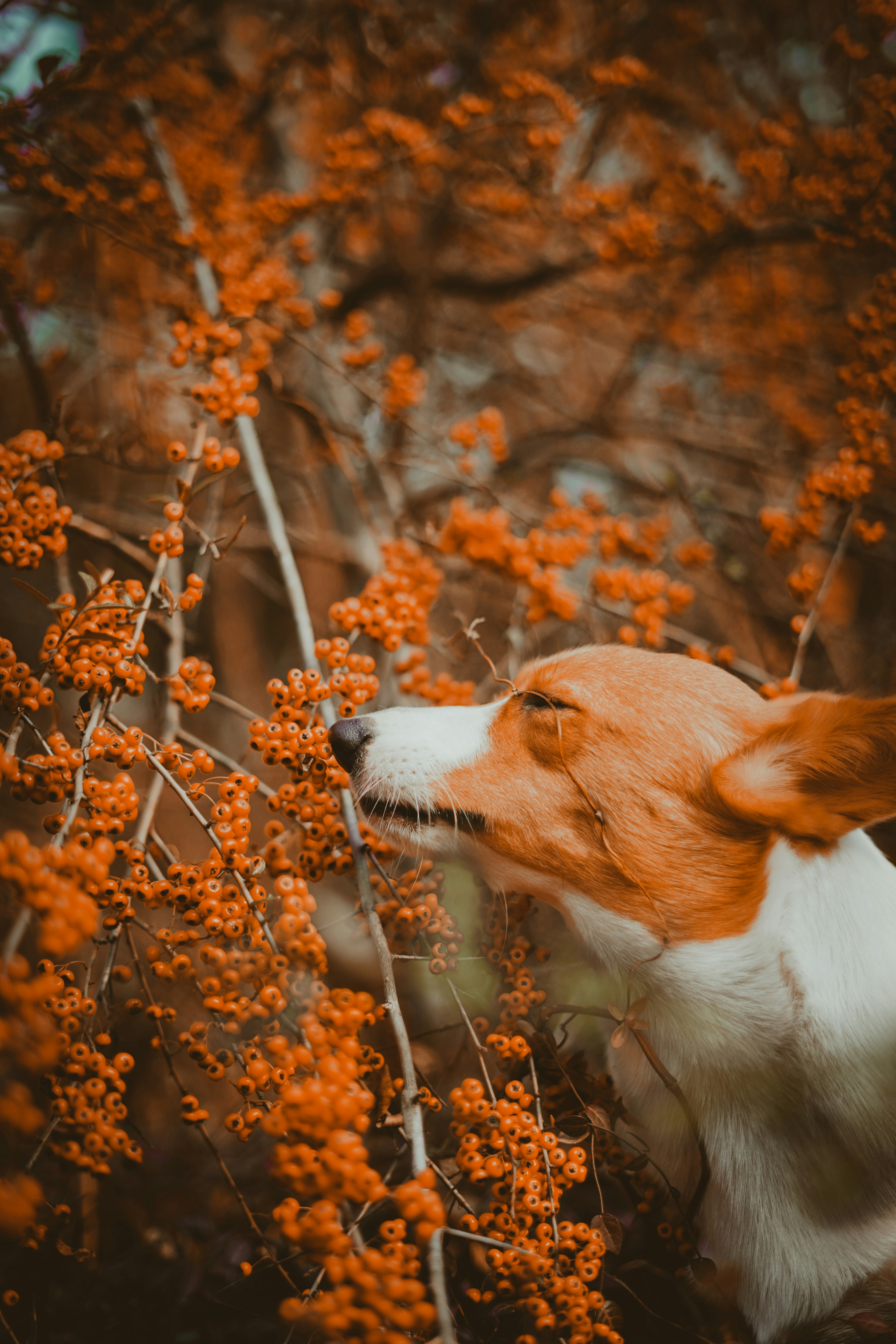 Brauner und hellbrauner Korgi Foto – Kostenloses Bild zum Thema Tier ...