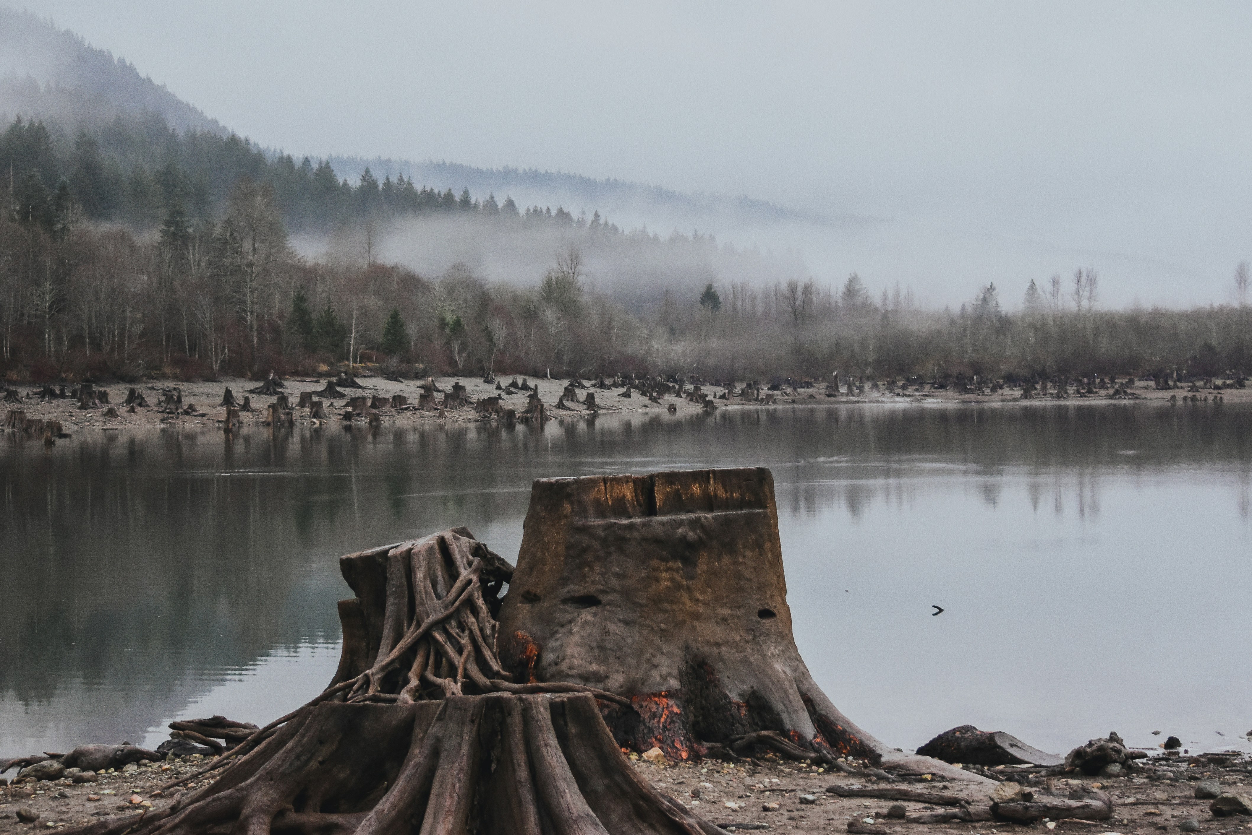 A weathered tree stump stands by a tranquil lake, surrounded by misty hills and reflections on the water's surface.