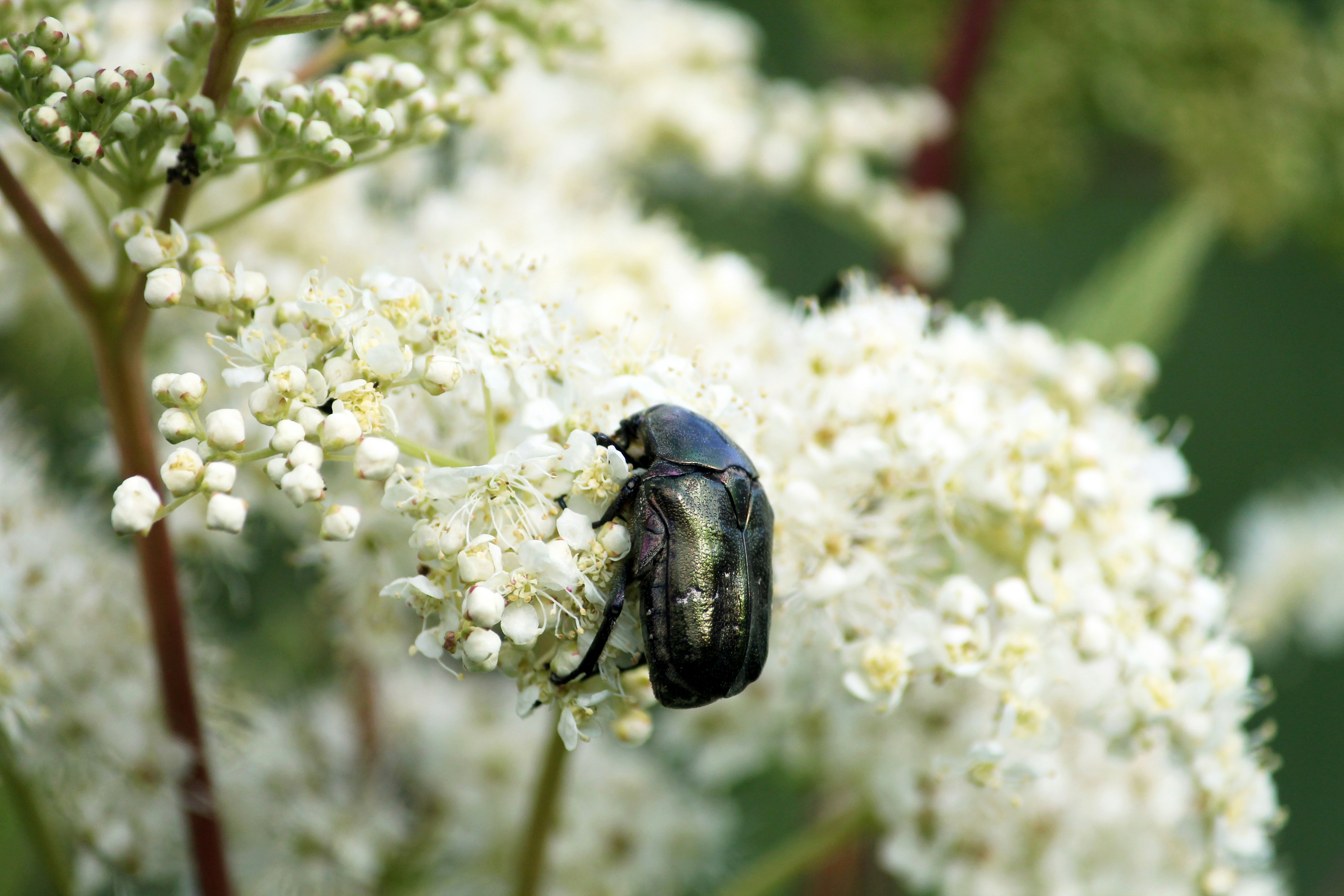 Emerald Feast on Blossoming Meadowsweet