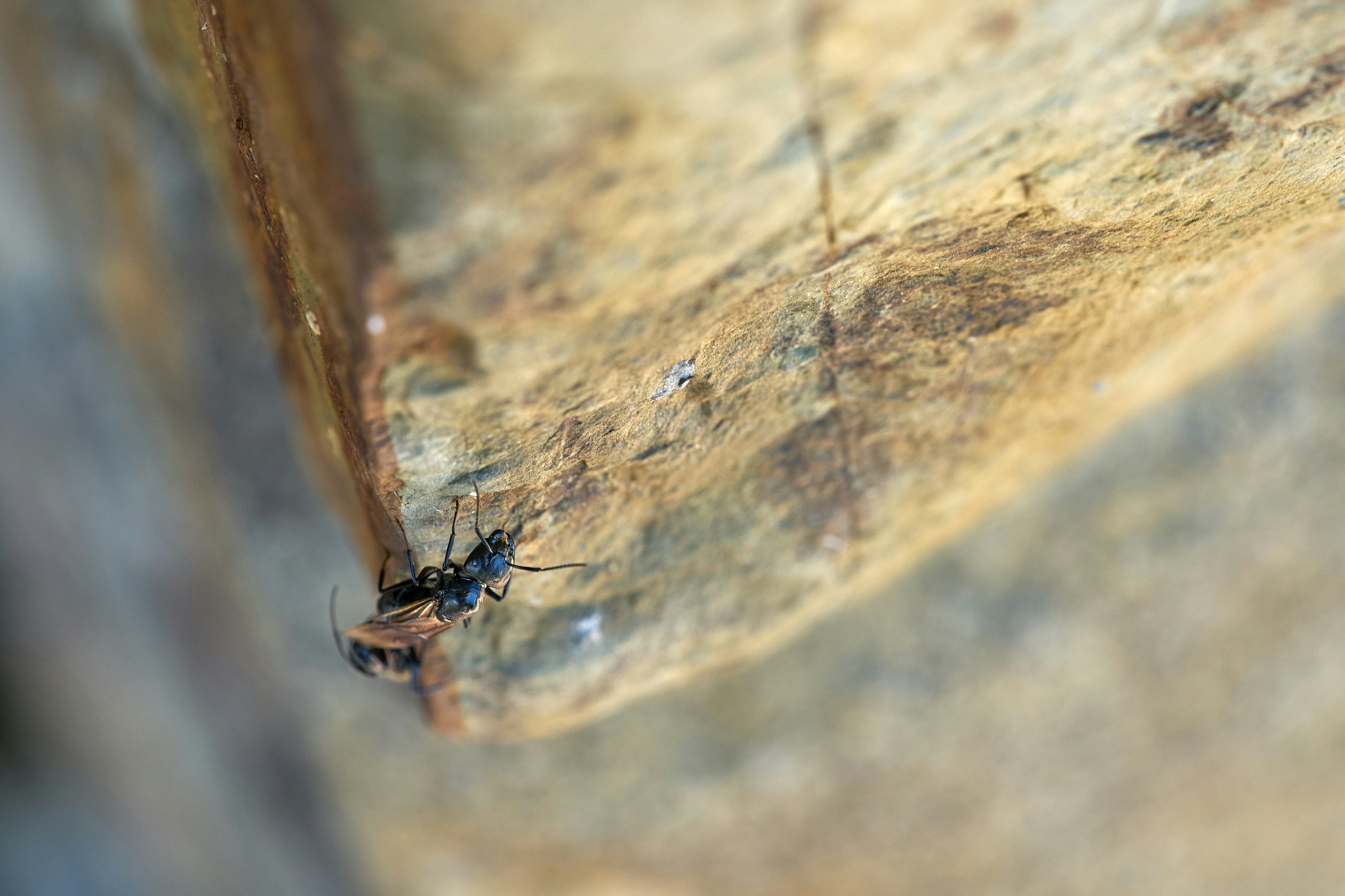 Tiny wasp on weathered wood: a macro moment
