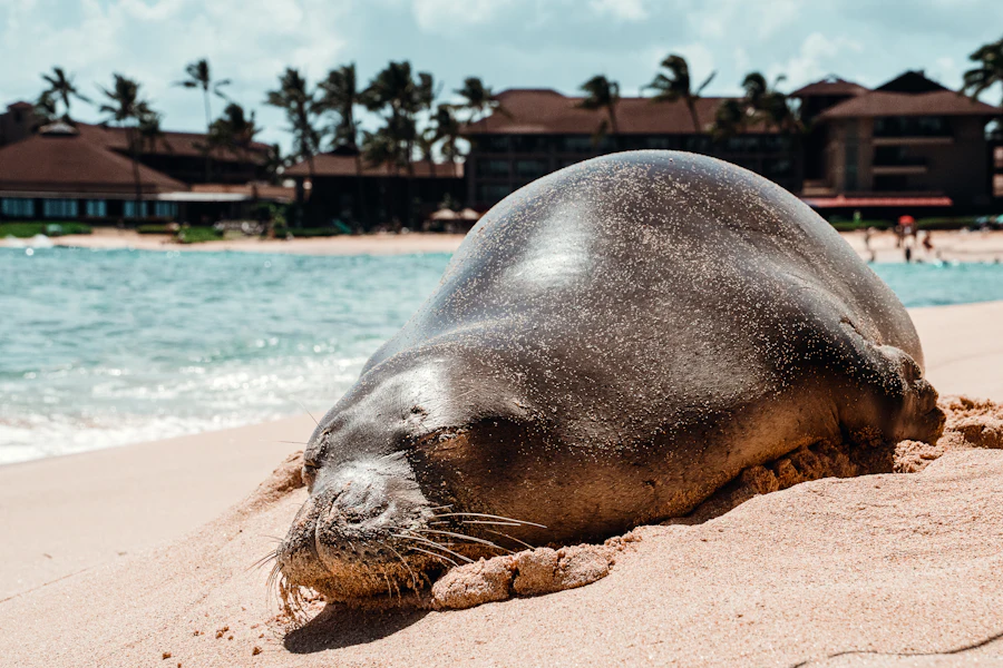 A seal lies asleep on warm sand beside turquoise water, with resort buildings and palm trees in the background. Sunlight glints off its rounded, sandy back.