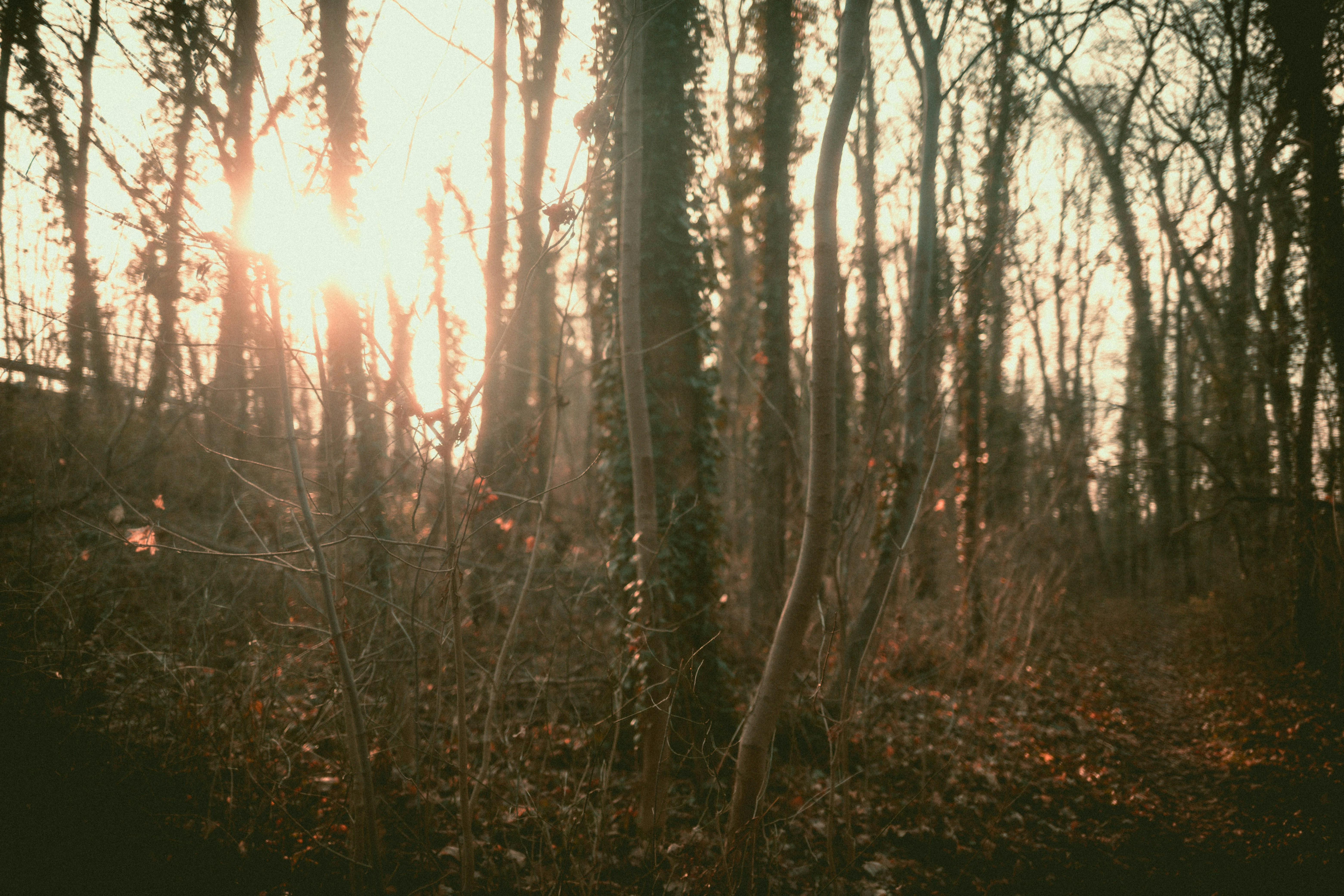 Golden sunlight filtering through a dense forest, casting long shadows on the leaf-covered ground. The scene captures the serene beauty of nature in transition.