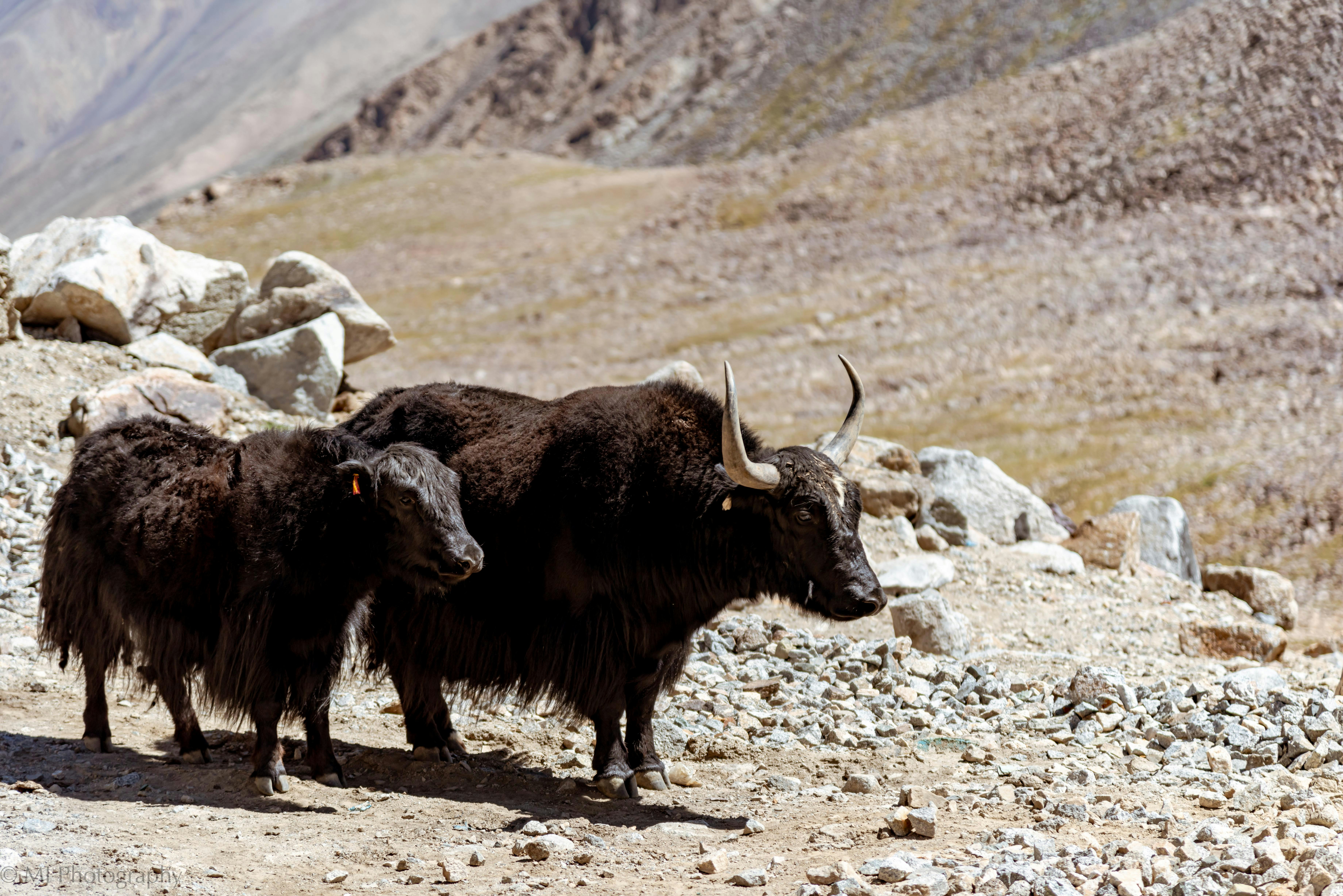 Définition de yack | Dictionnaire français