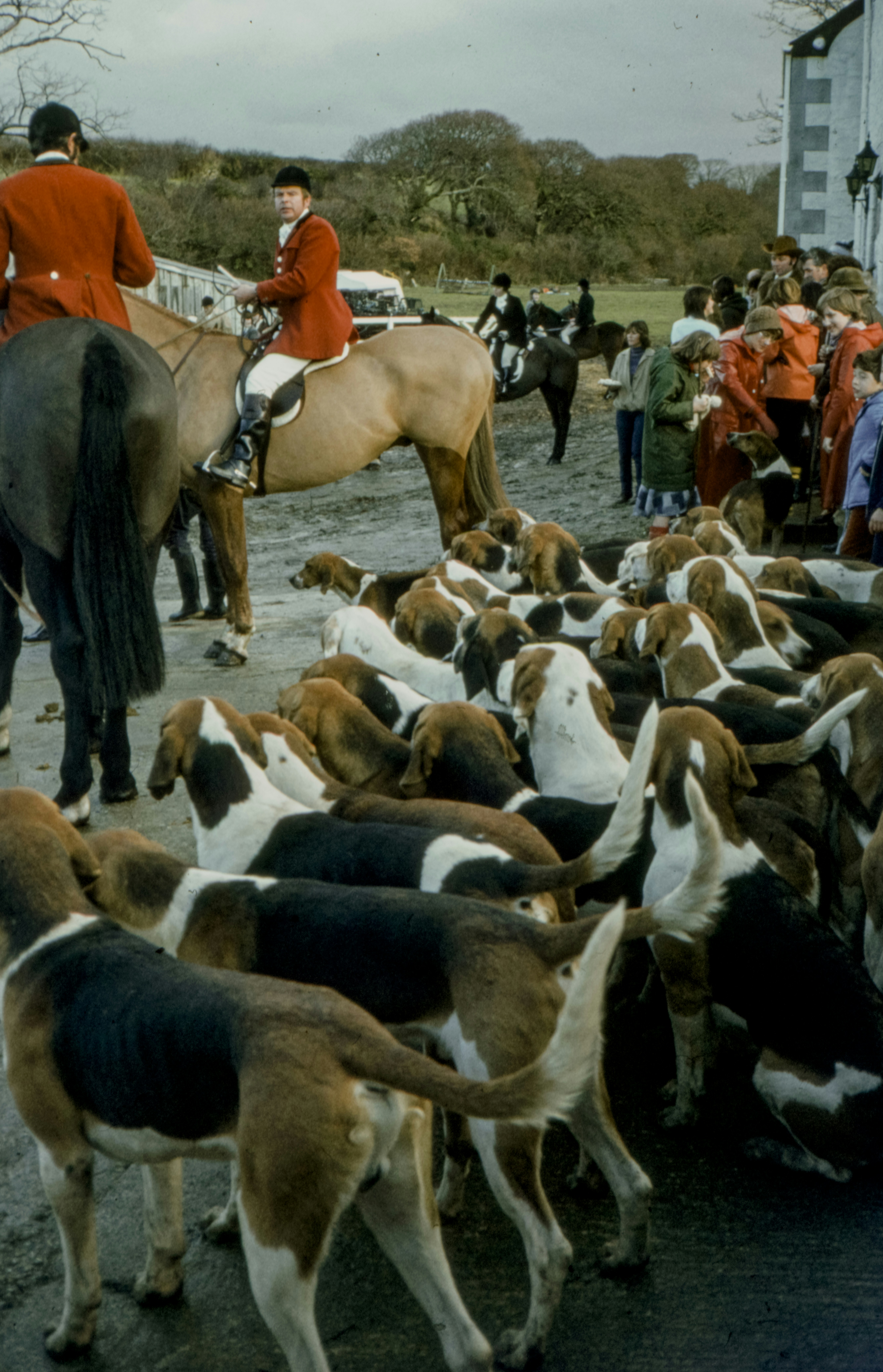 Beagle dogs on pathway near people during daytime photo – Free Human ...