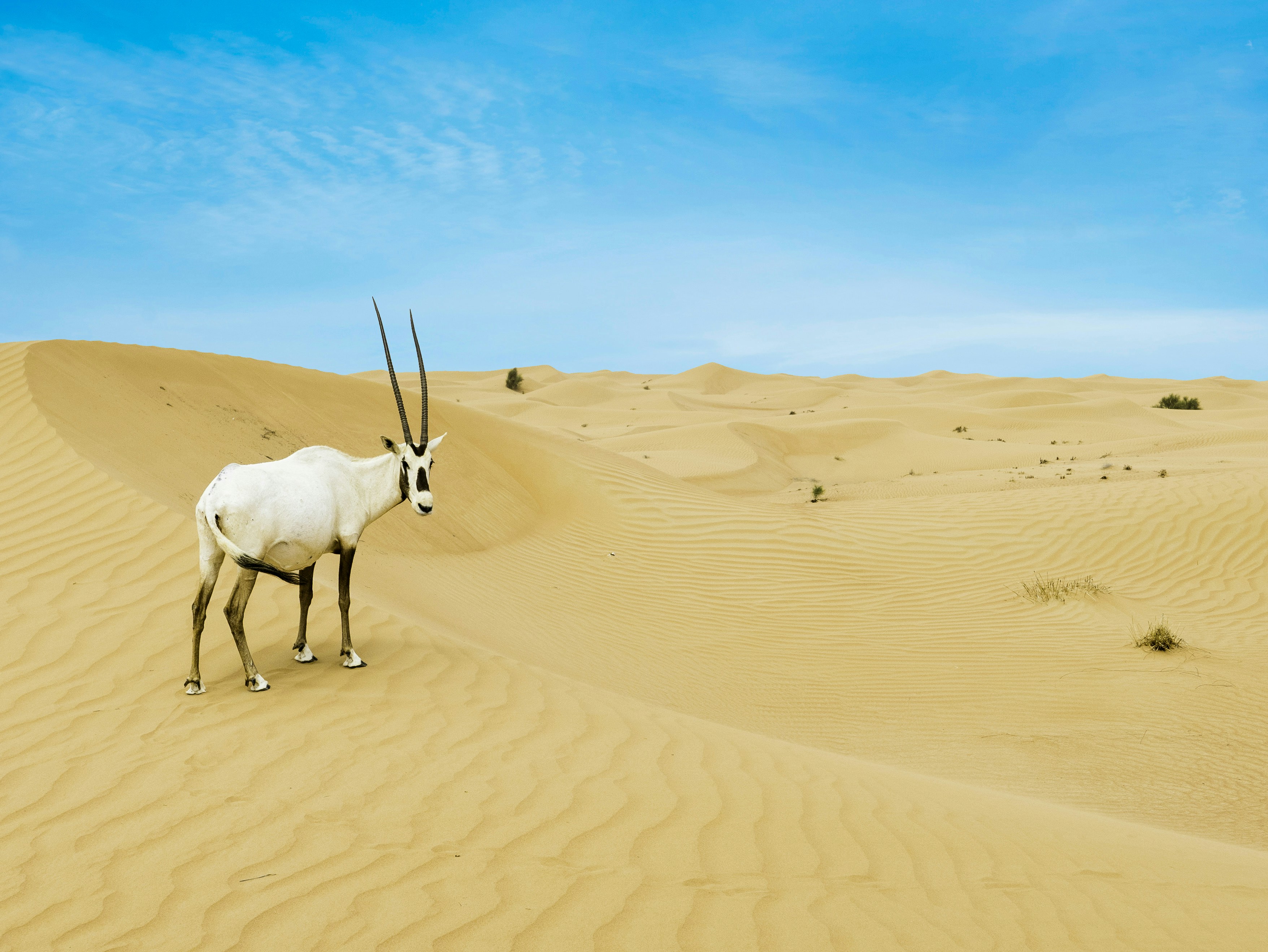 Oryx stands on wind-sculpted desert dunes beneath a clear blue sky. The scene emphasizes the stark contrast between the white animal and the golden sand.