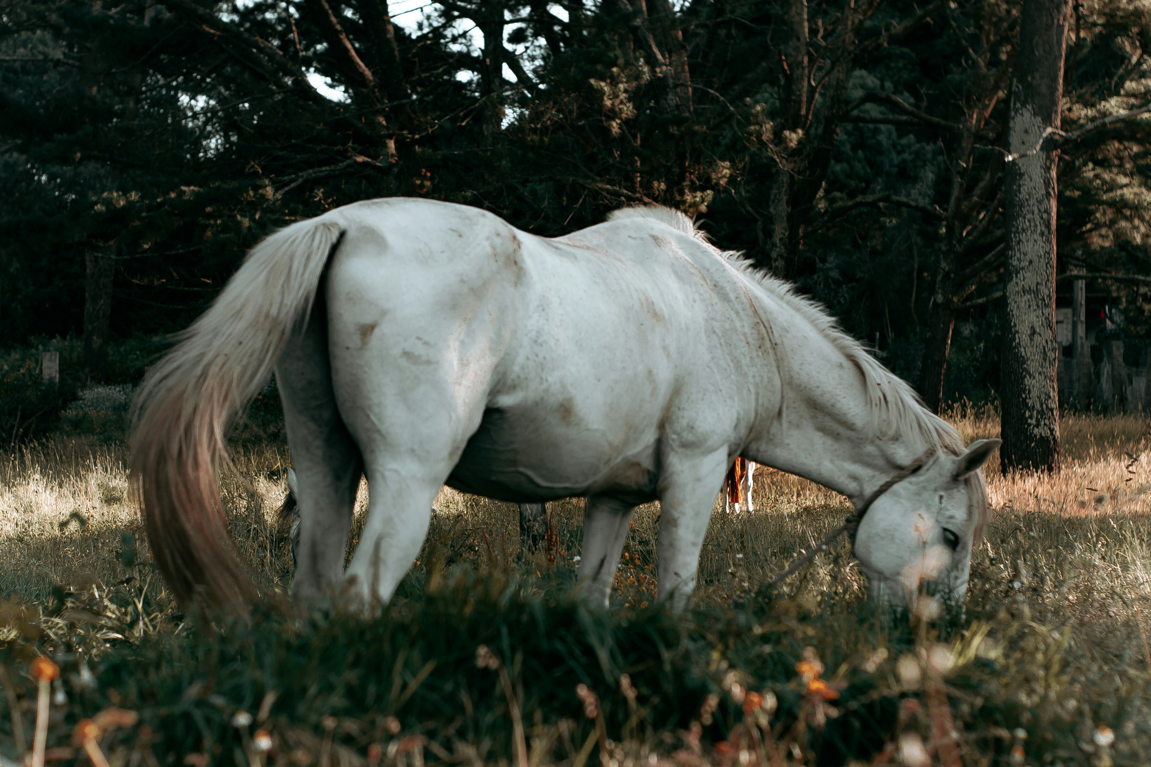 A white horse grazing peacefully in a sunlit meadow surrounded by lush greenery and tall trees.