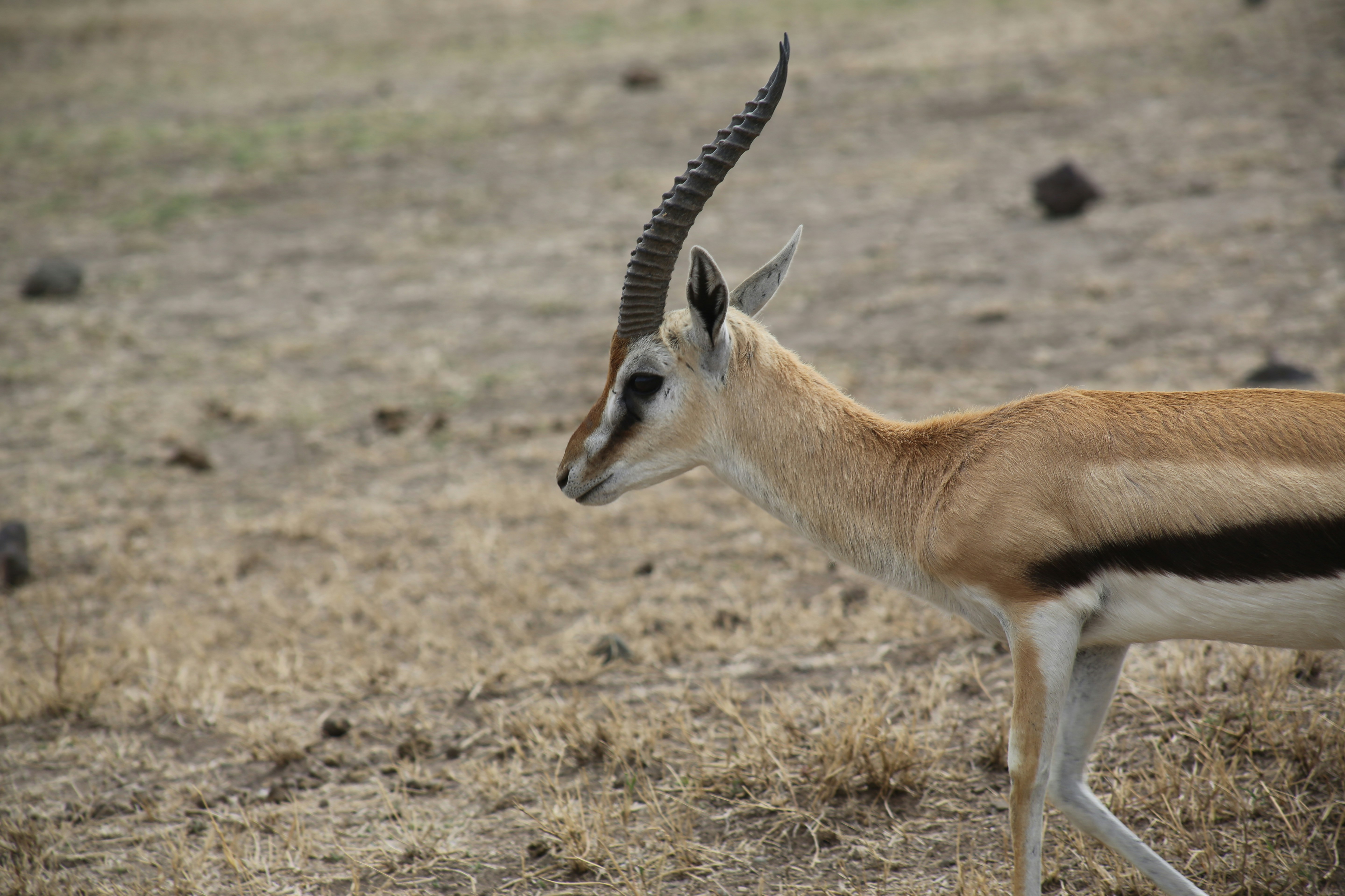 Antelope on grass field photo – Free Ngorongoro crater Image on Unsplash