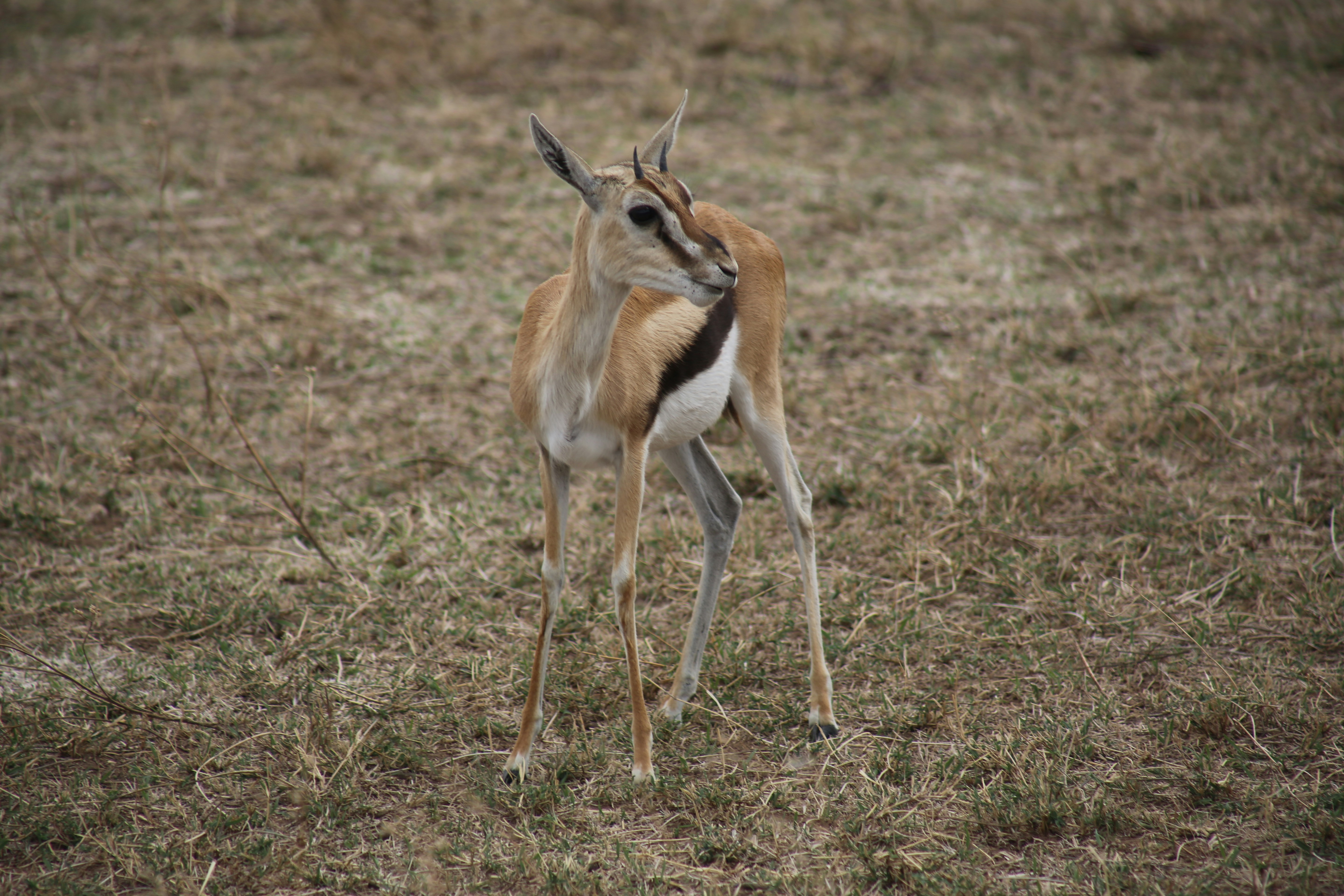 deer on grass field