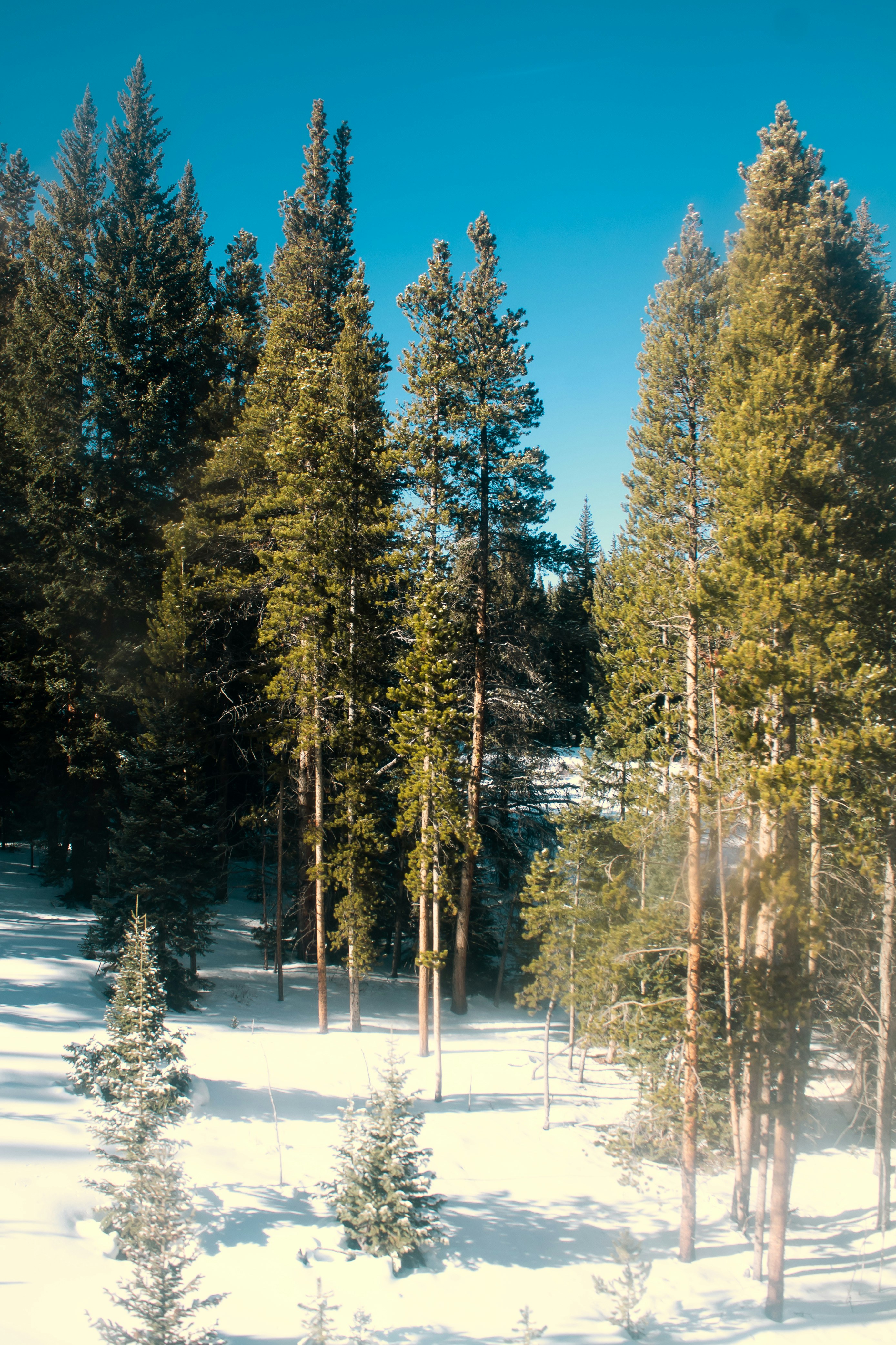 Tall evergreen trees stand majestically in a snowy landscape, bathed in bright sunlight. The serene winter scene invites tranquility.