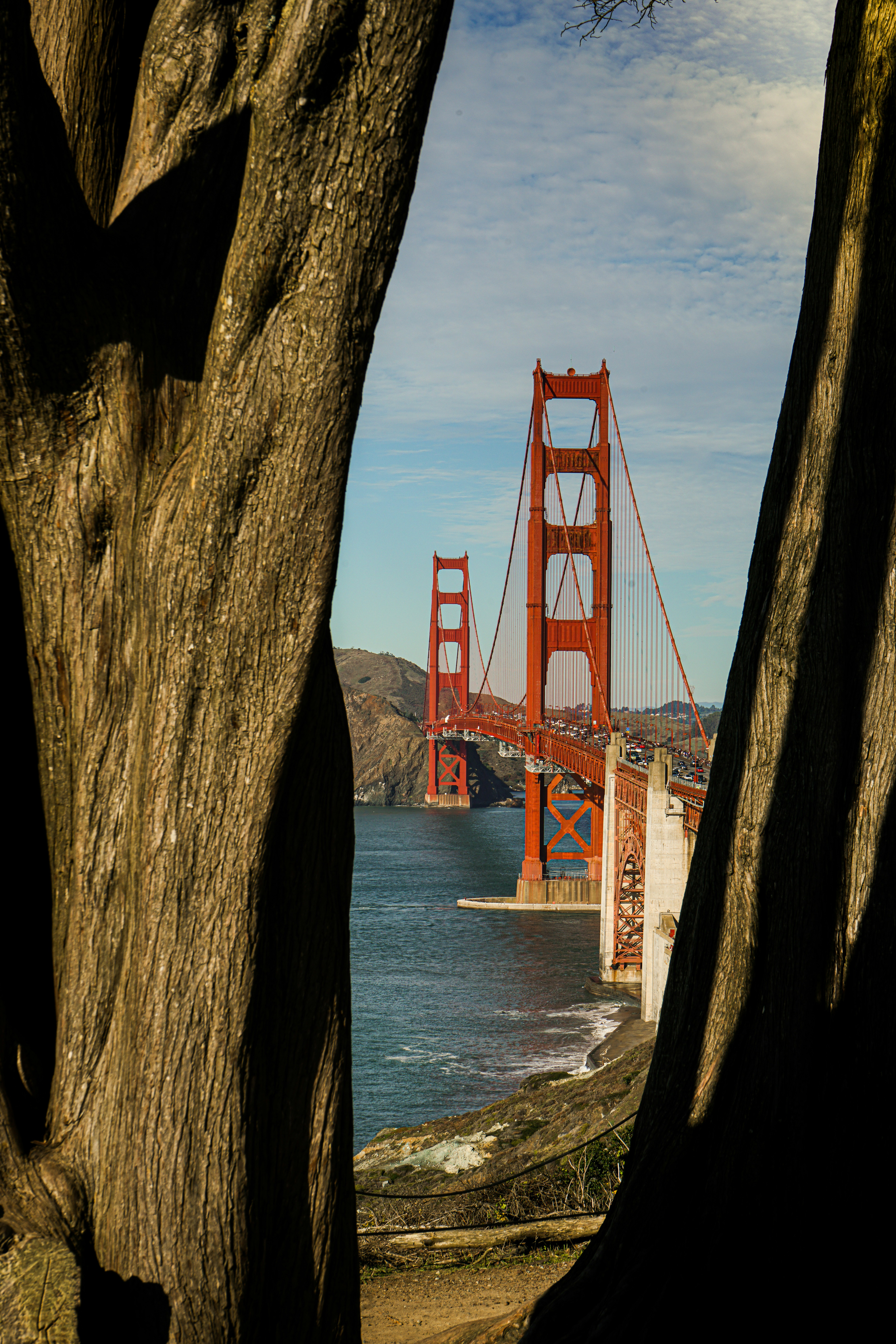 Suspended in View: the Golden Gate framed by ancient trunks