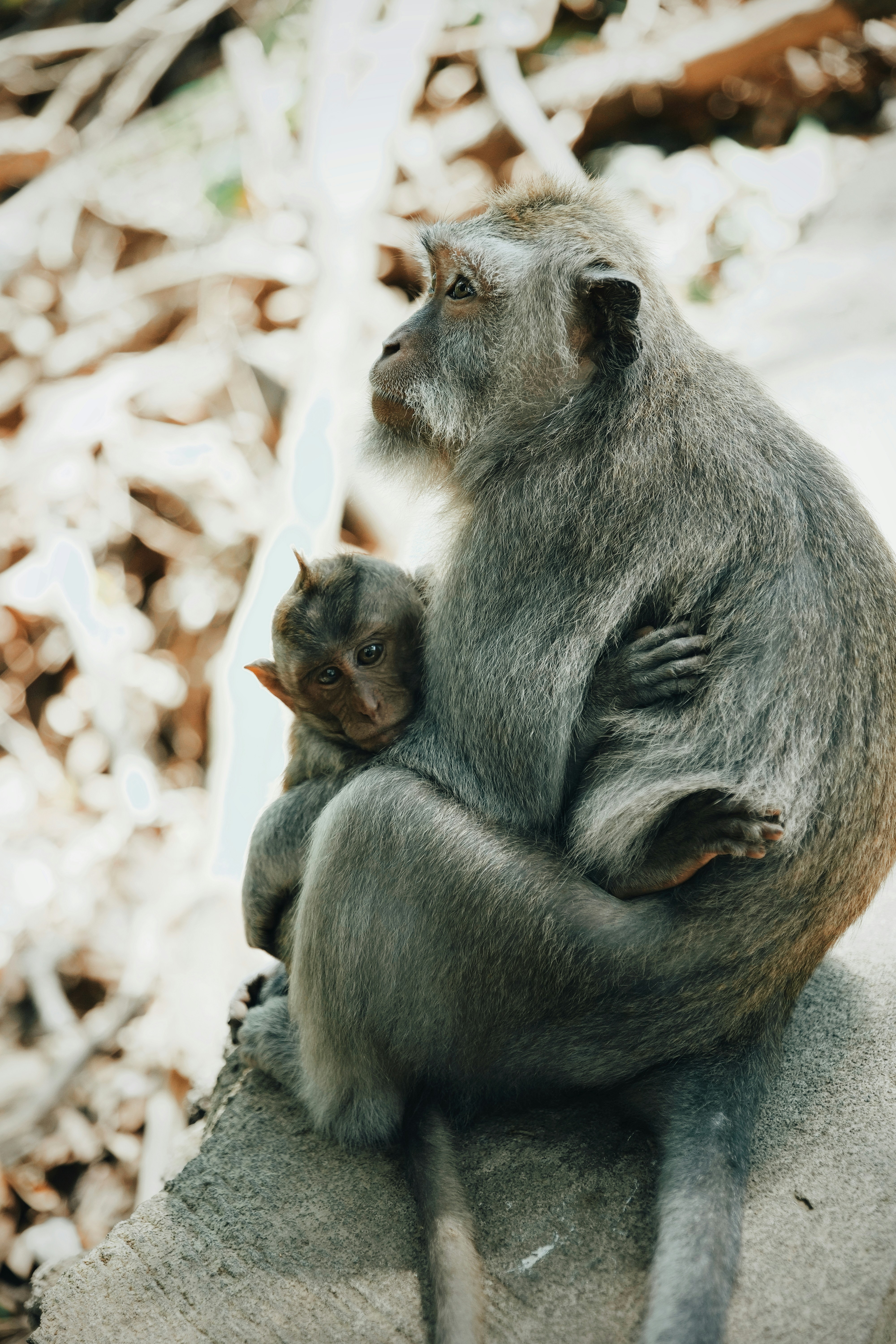 Bali, Indonesia | 27 best free grey, animal, outdoor and mammal photos ...