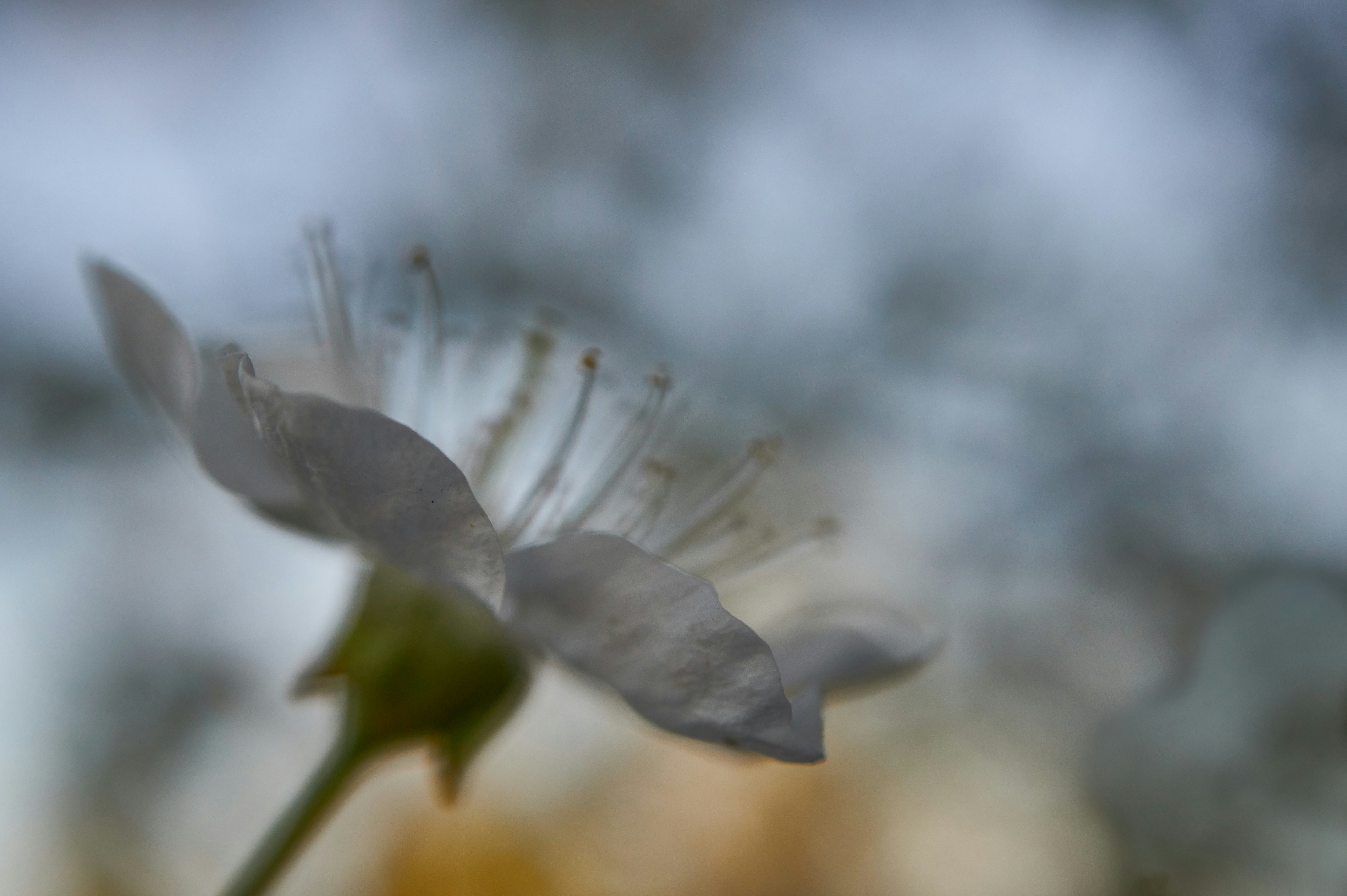 Close-up of a white flower with soft focus against a blurred background of natural colors. The intricate details of the petals and stamens are highlighted.