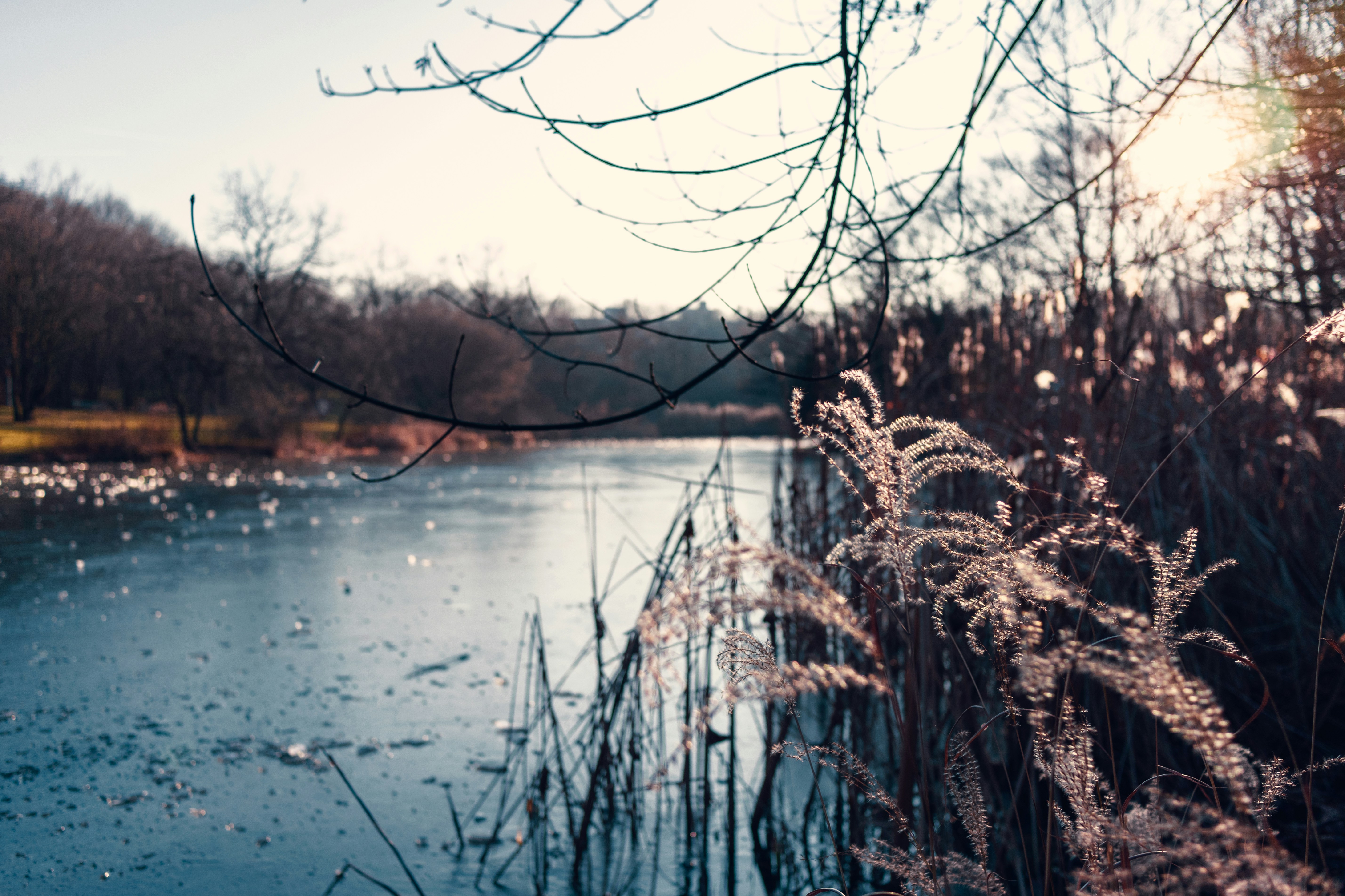 Winter's Edge: Frosted Reeds Framing a Quiet Frozen Lake at Dusk