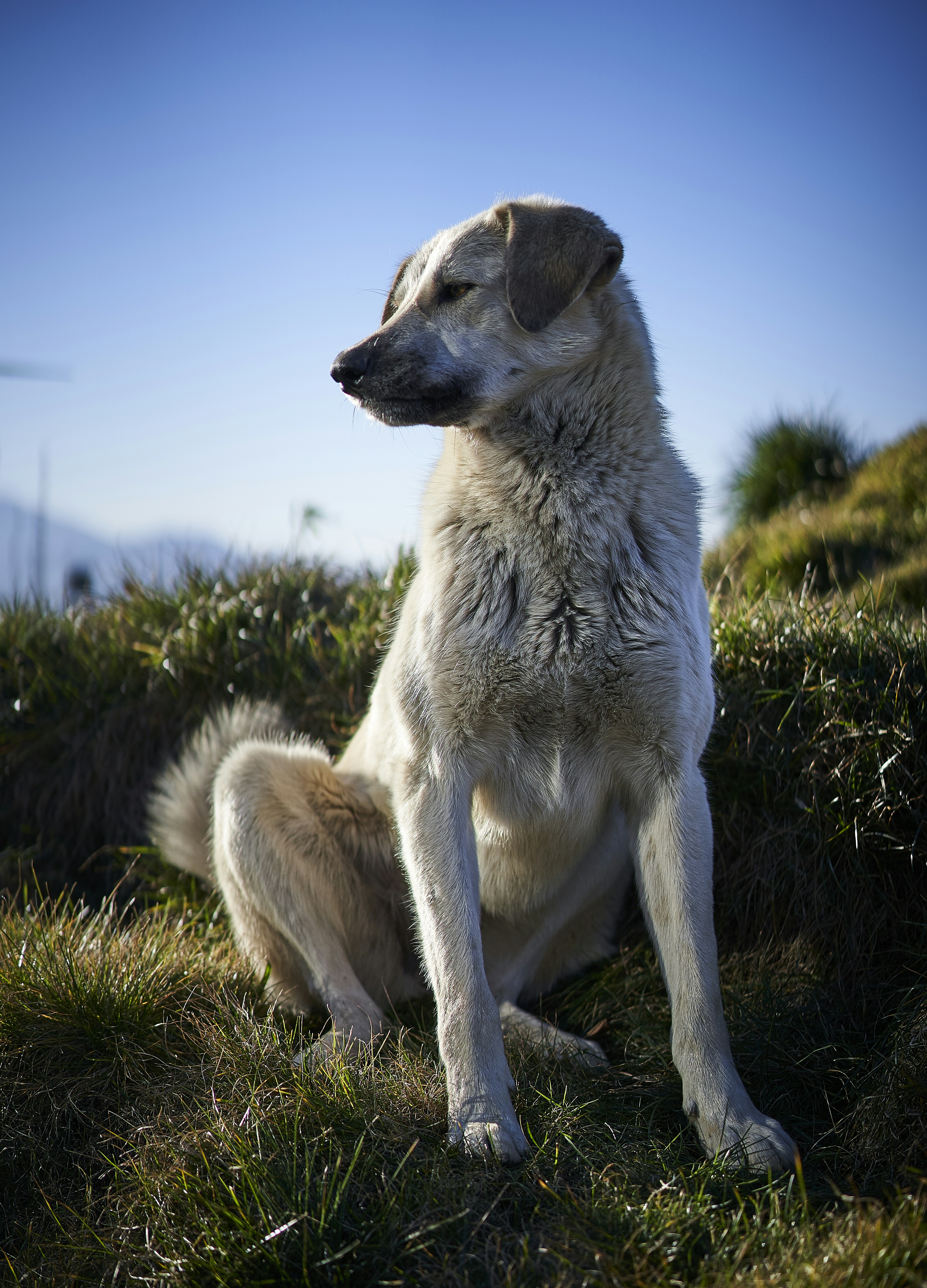 Blue Fawn Anatolian Shepherd
