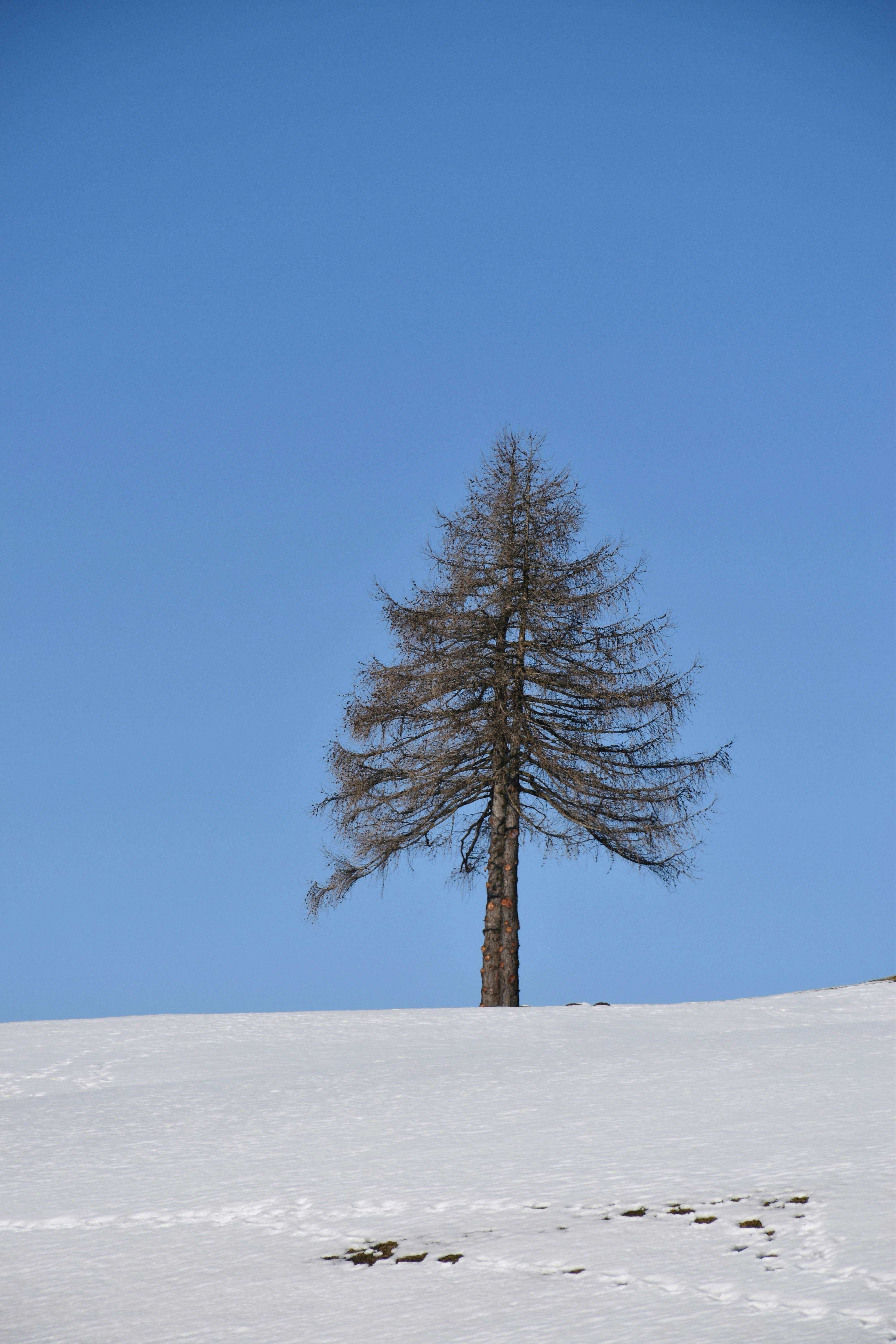Lone tree standing on a snowy landscape under a clear blue sky, symbolizing endurance and solitude.