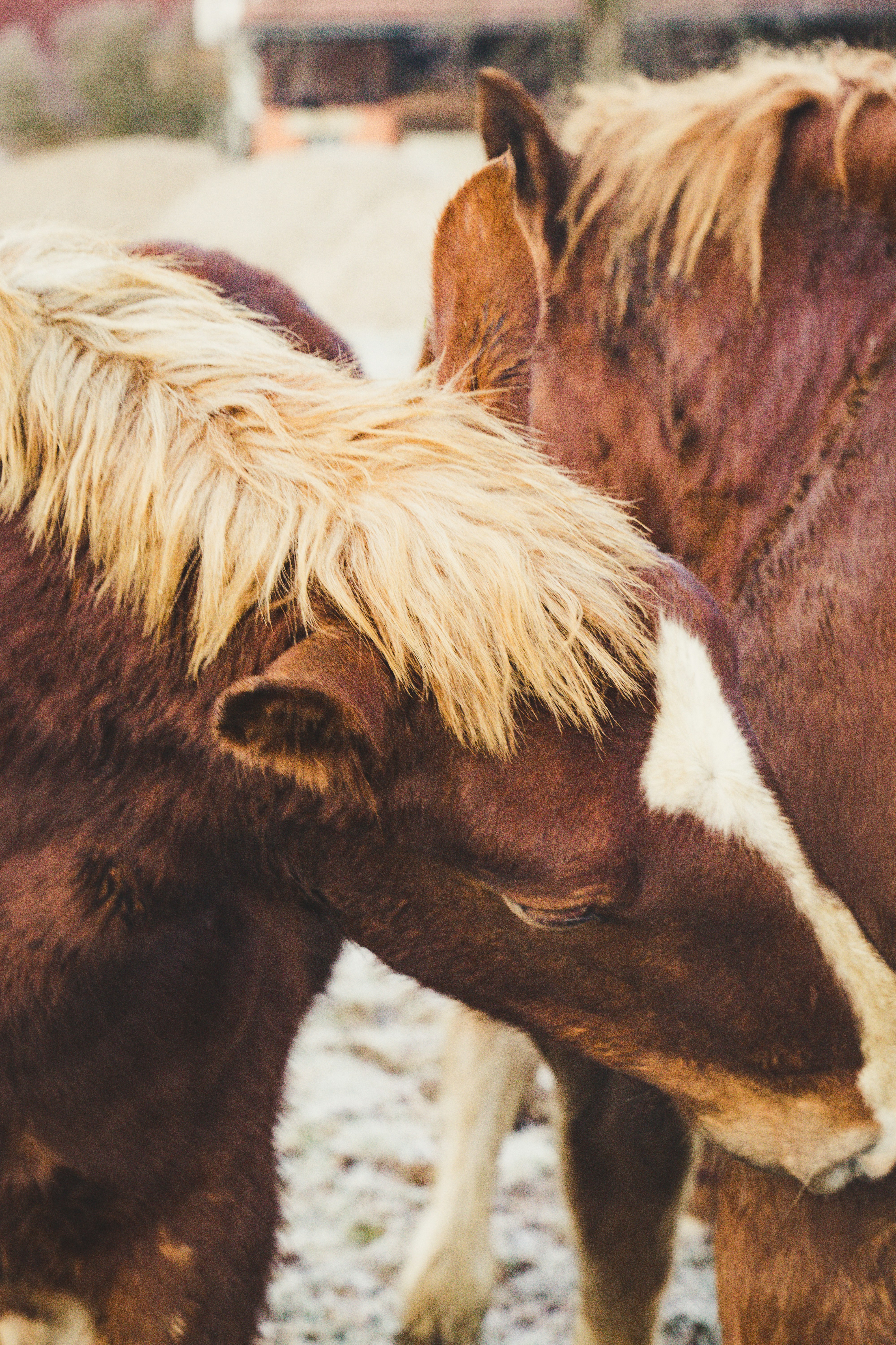 two brown-and-white horses