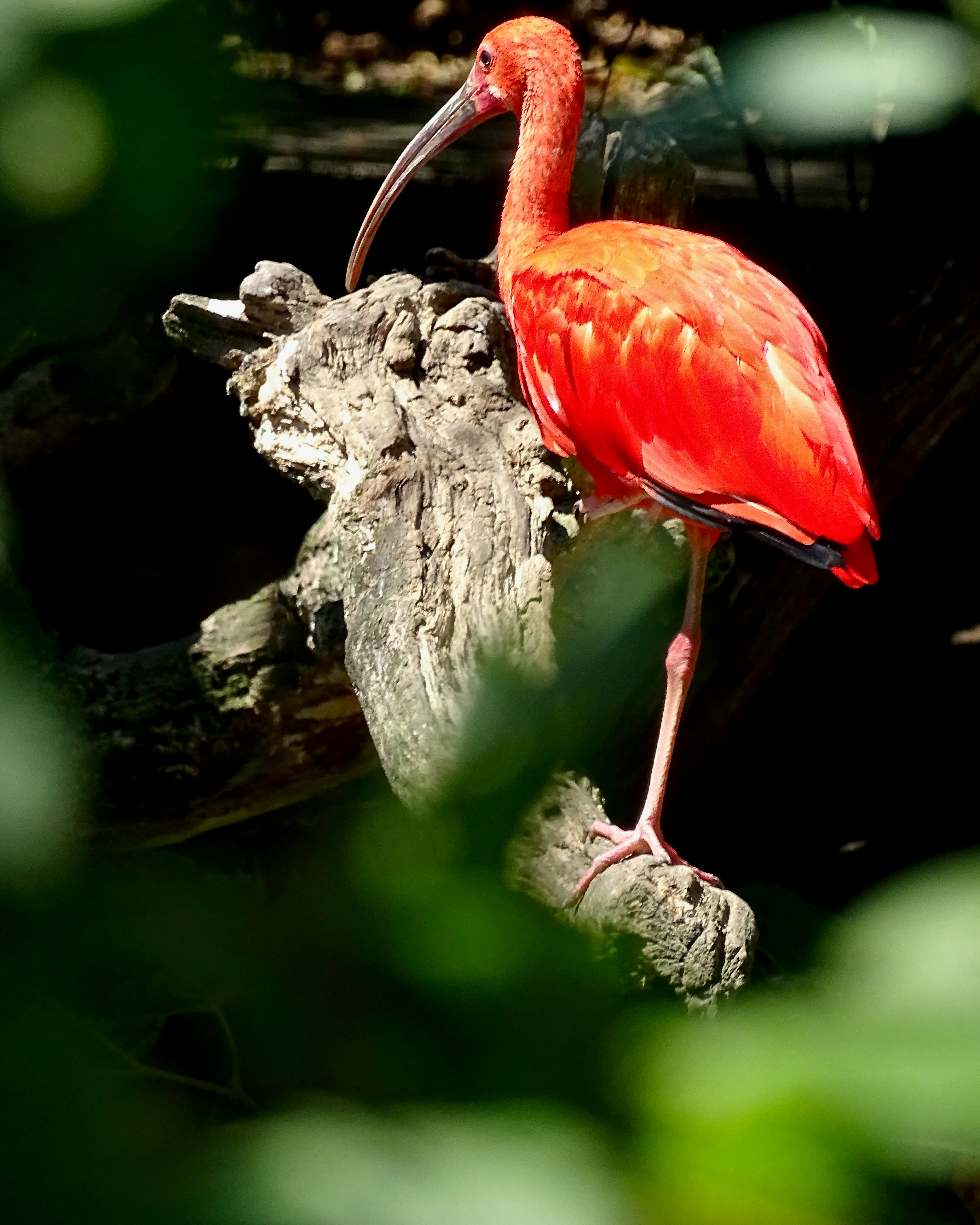 Scarlet Ibis on a Weathered Rock: Quiet Drama in Dappled Light