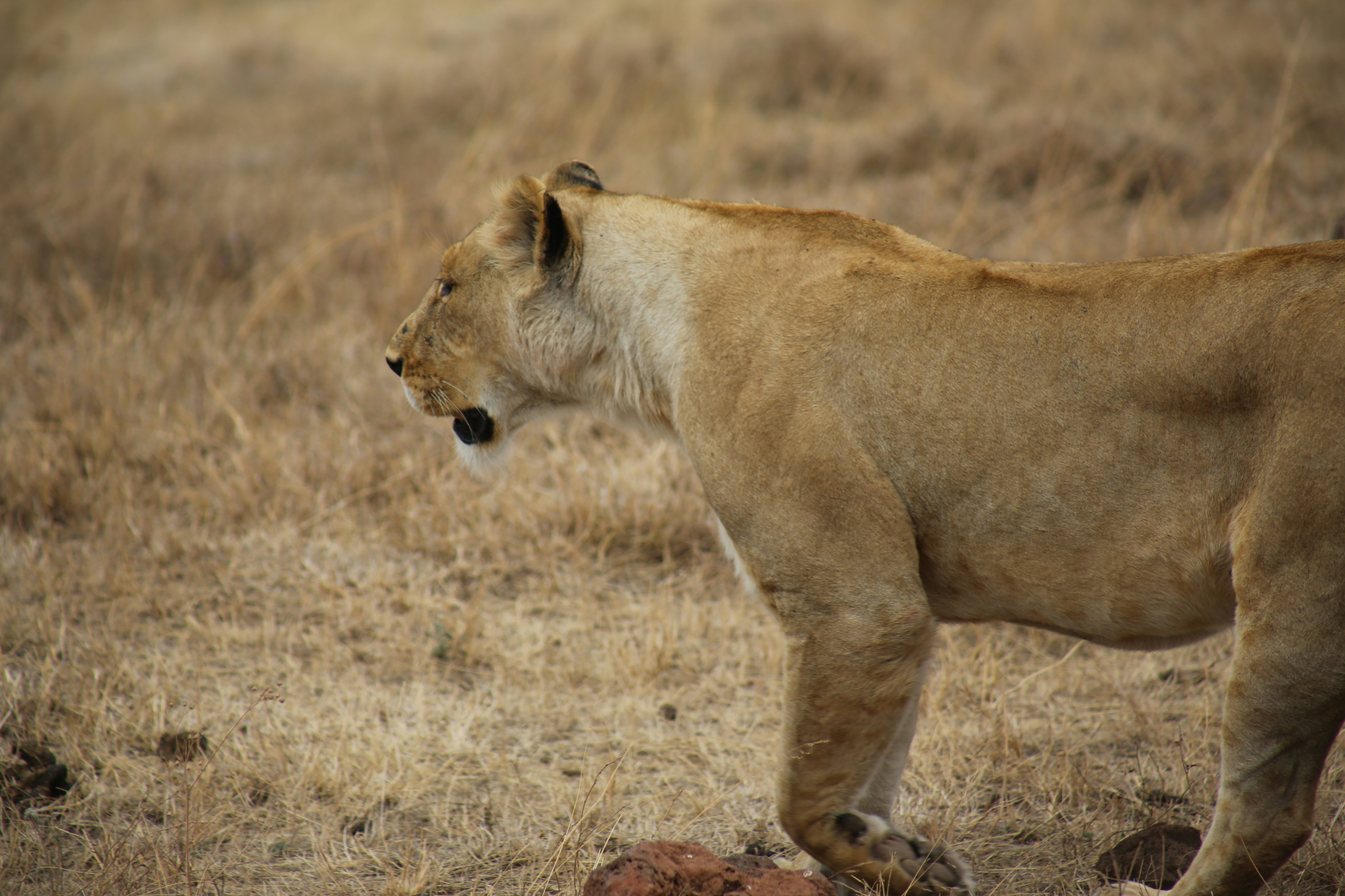Lioness on brown field photo – Free Animal Image on Unsplash