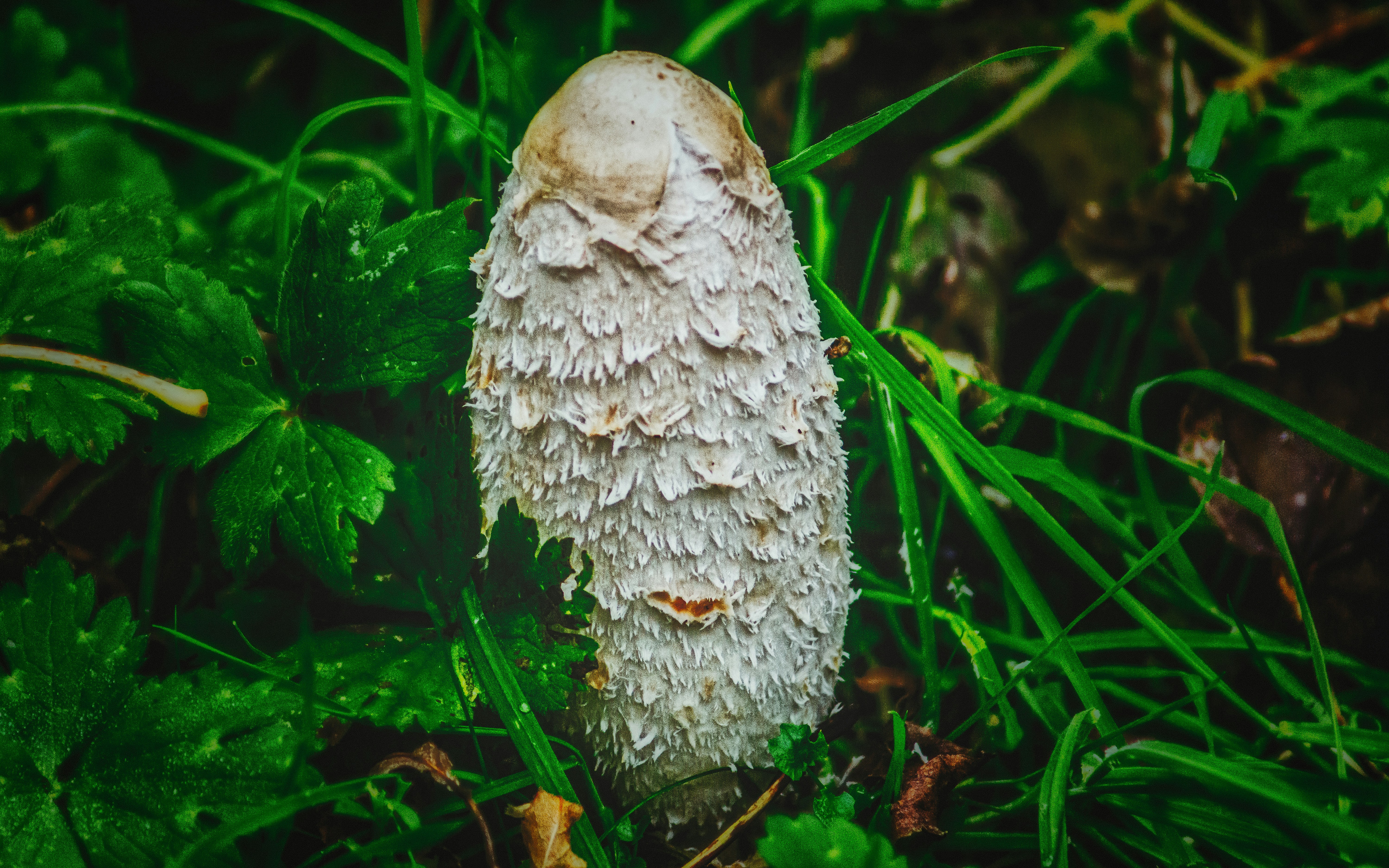 Wild mushroom growing in the forest near the Riverwatch Aquarium and Visitor Centre.
