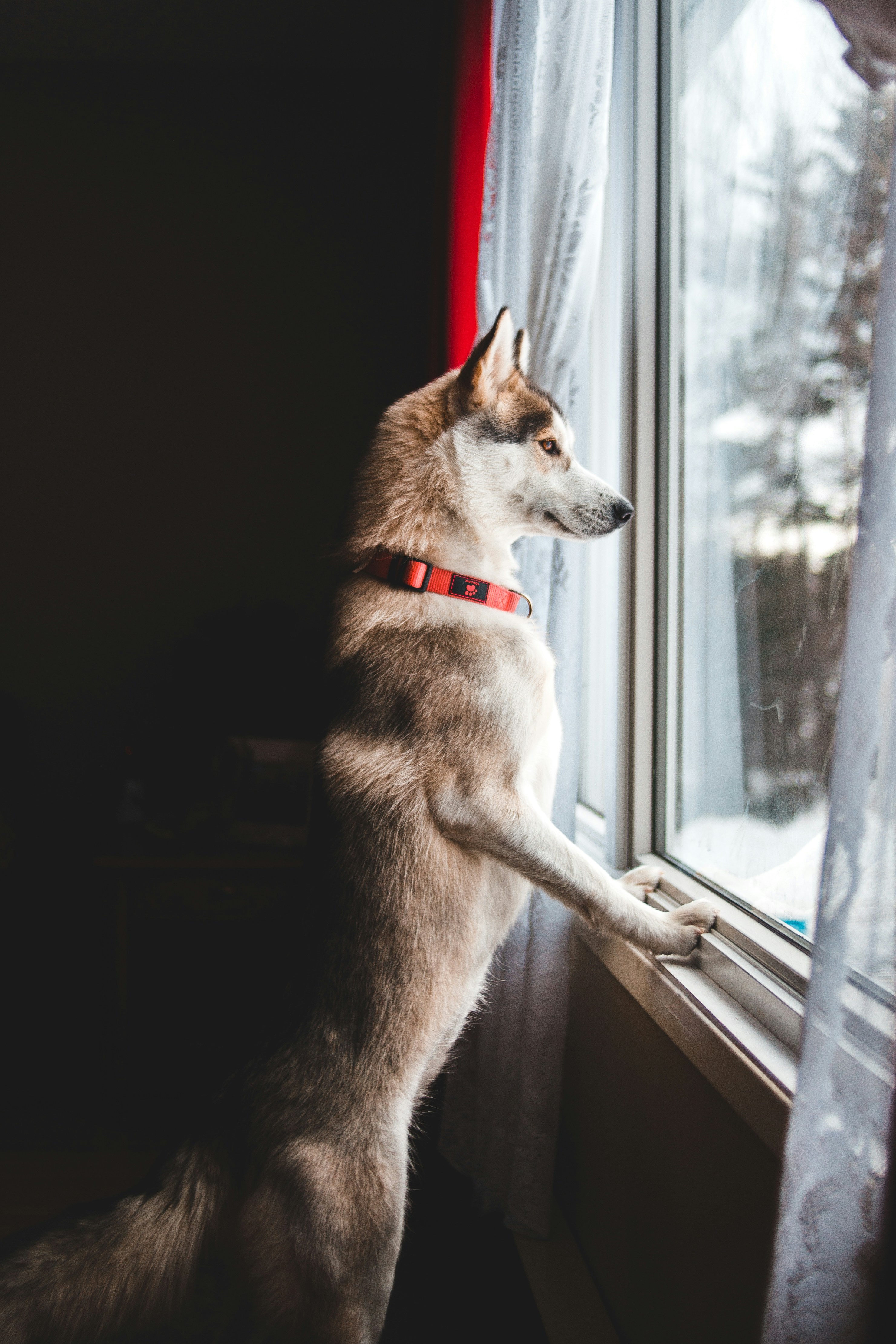Dog looking outside window photo – Free Home decor Image on Unsplash