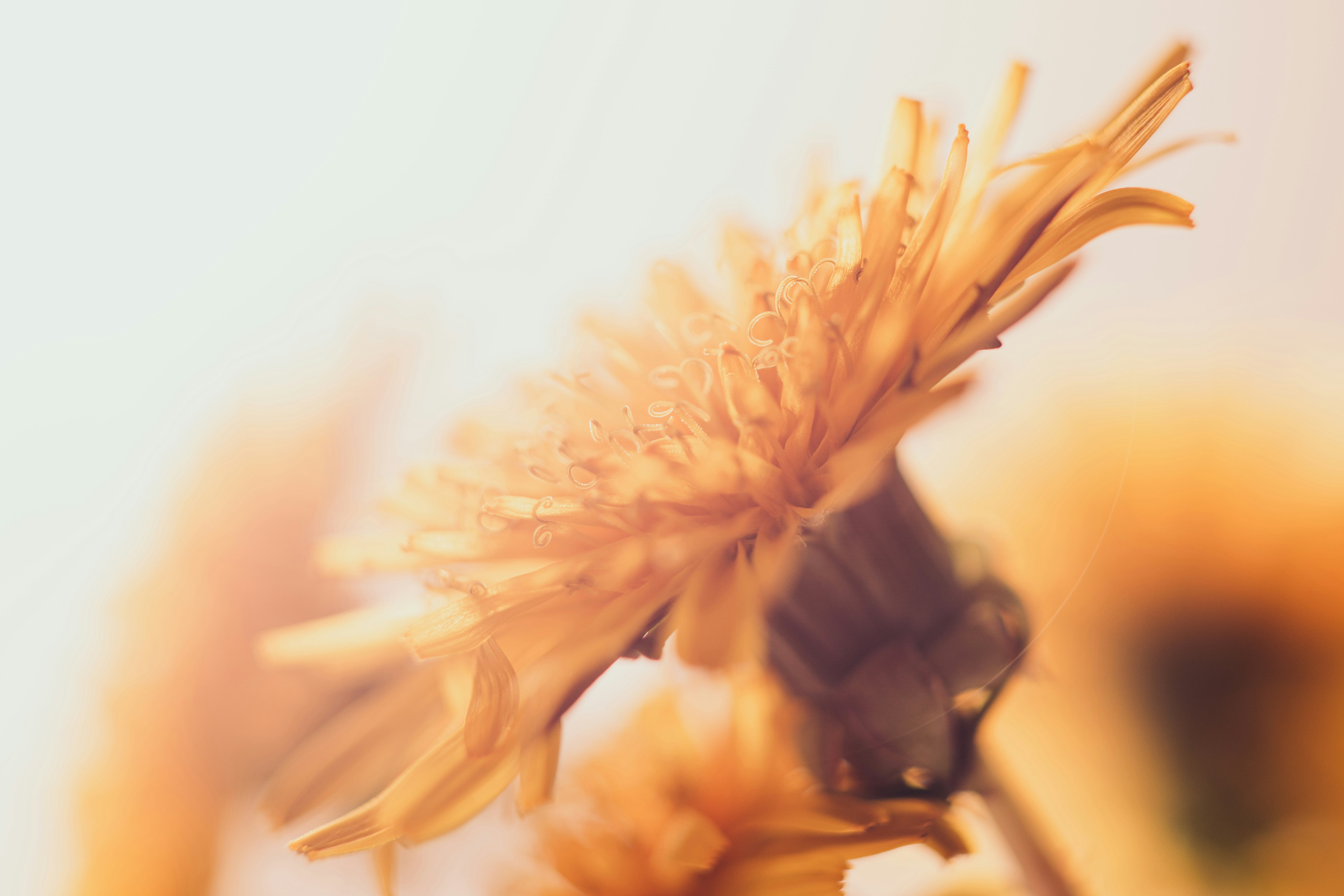 Whispers of Yellow: A Dandelion's Tale