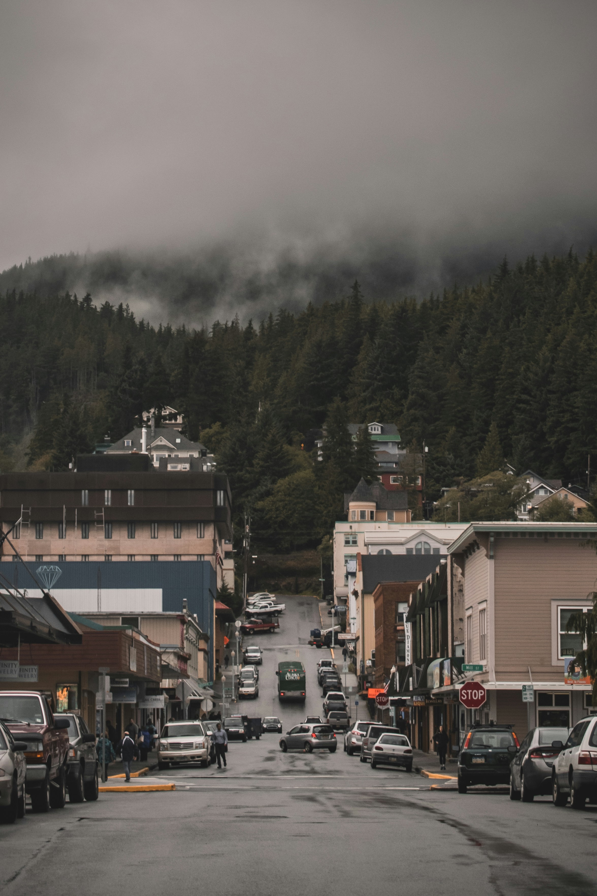 Moody | overlooking forest covered with fogs
