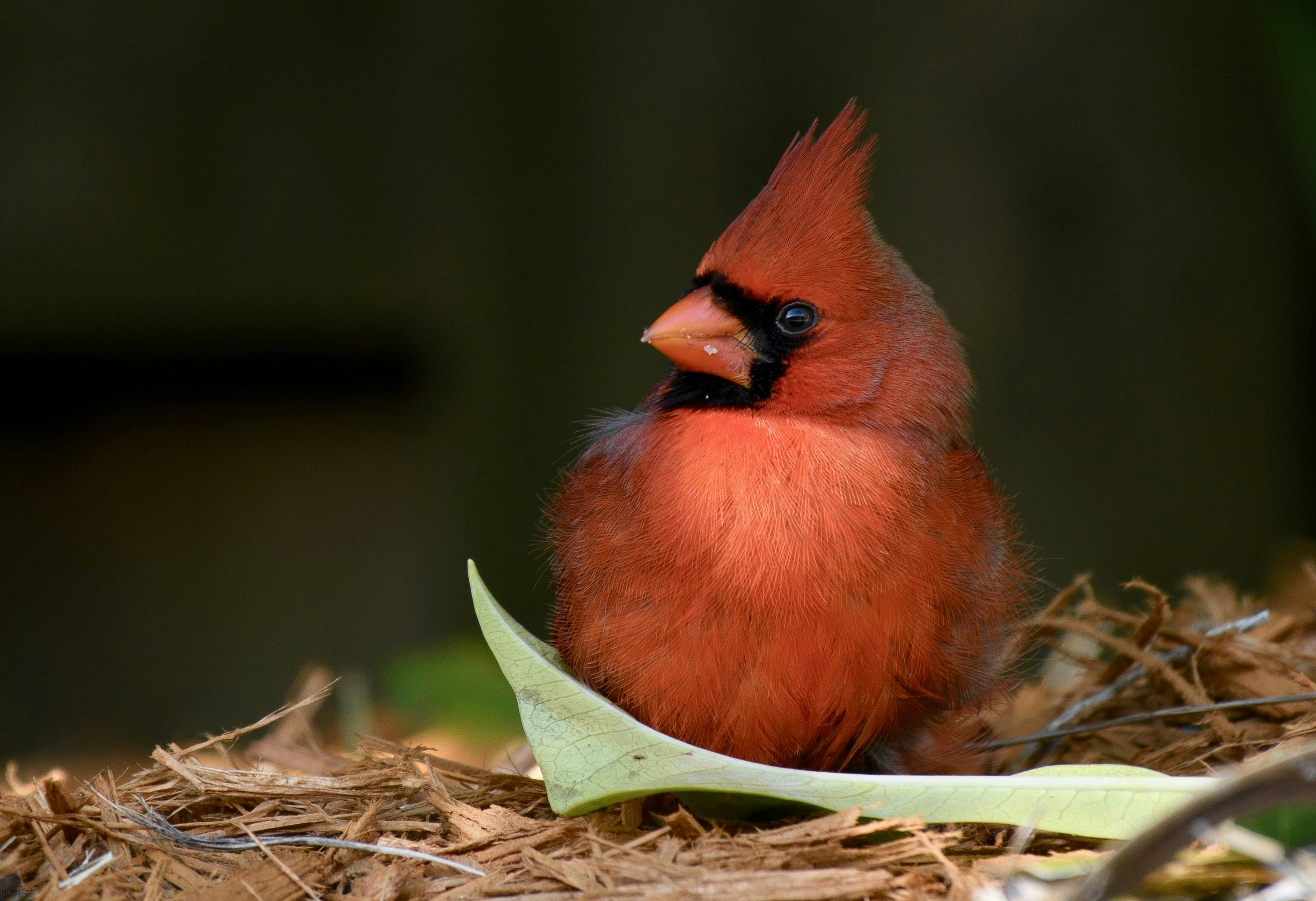A vibrant cardinal perched on a bed of straw, showcasing its striking red plumage against a blurred green background.