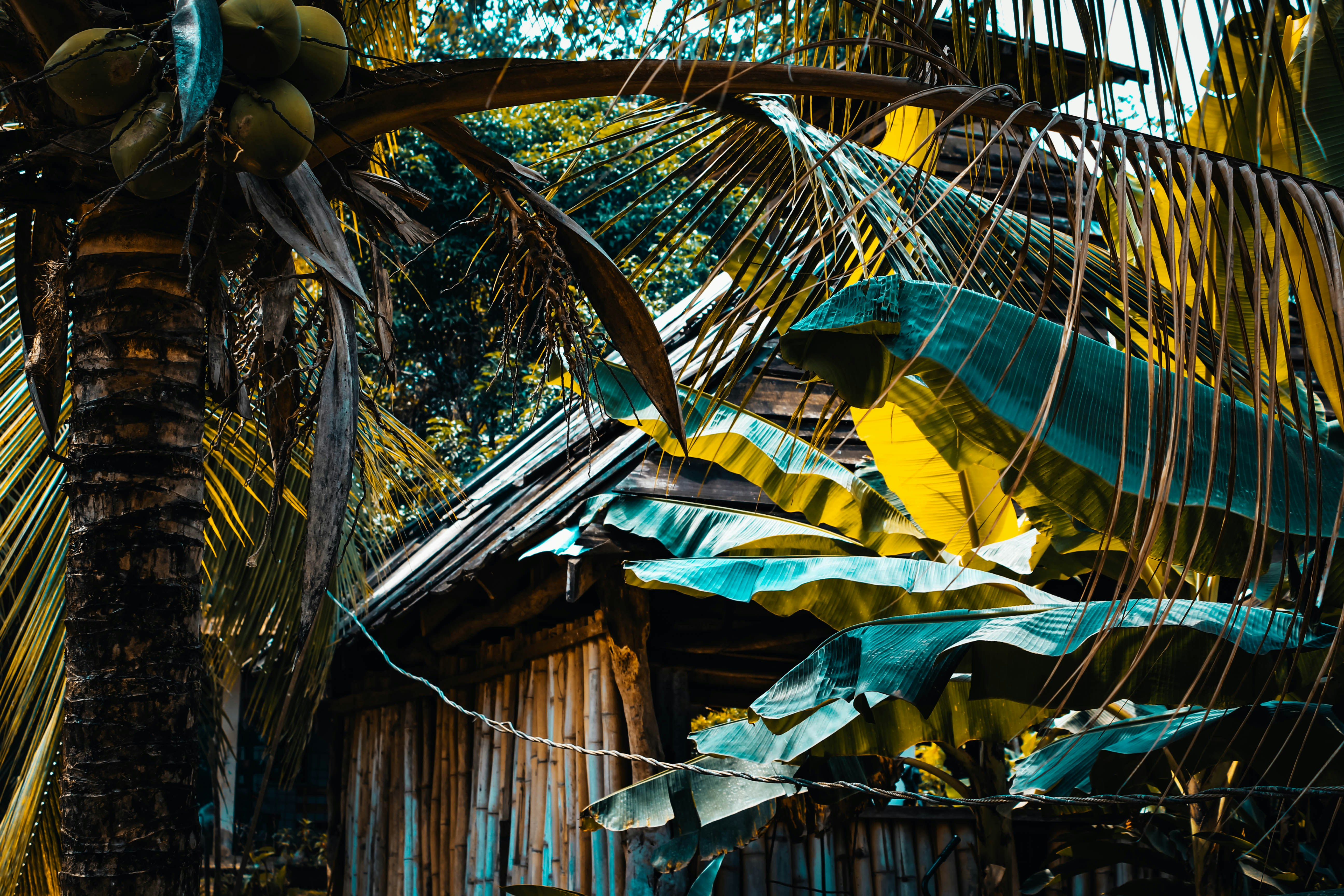 Weathered Hut Beneath a Veil of Palm Fronds