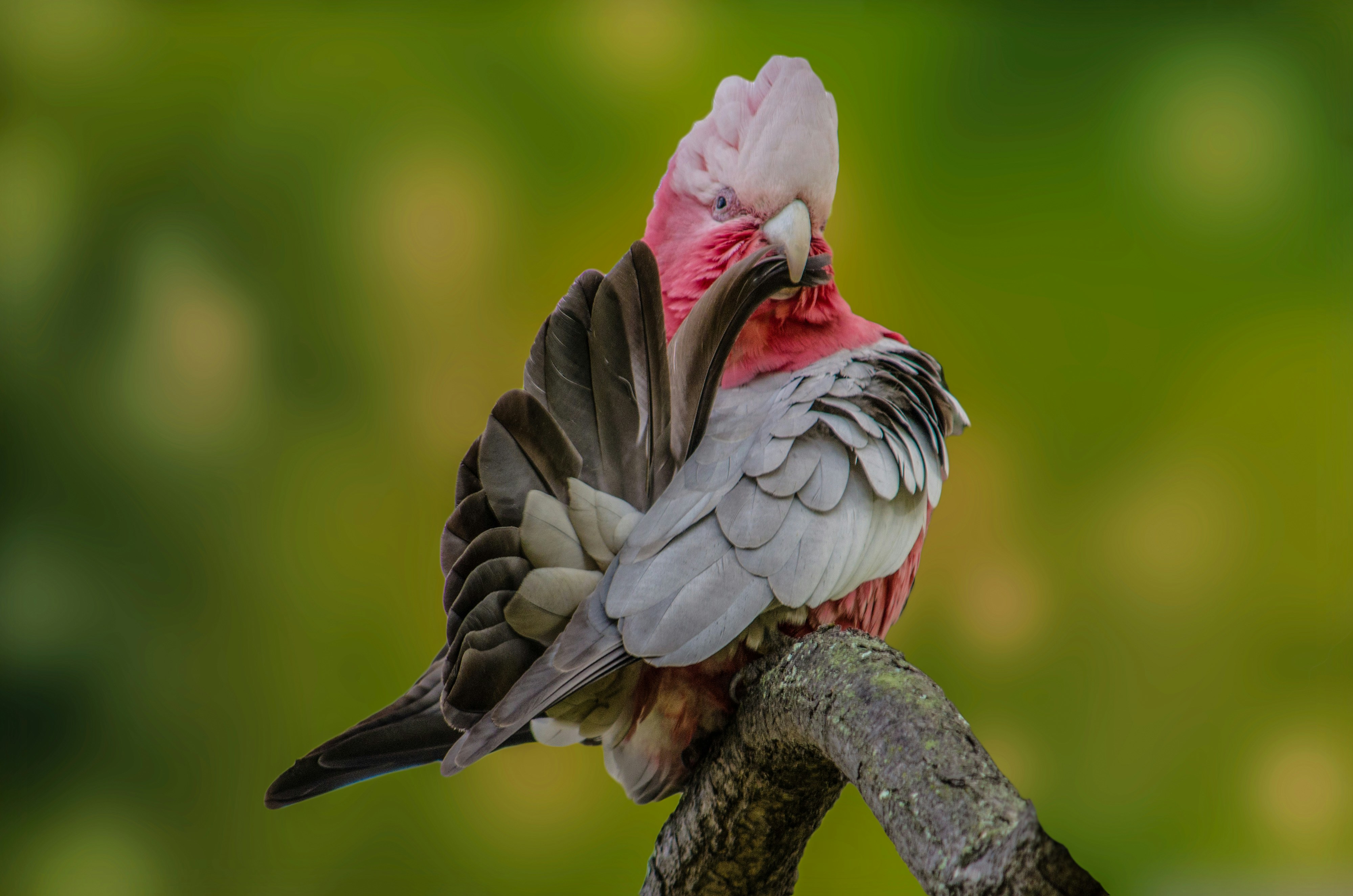 Galah perched on a branch, grooming its feathers with a vibrant background of soft greens and yellows.
