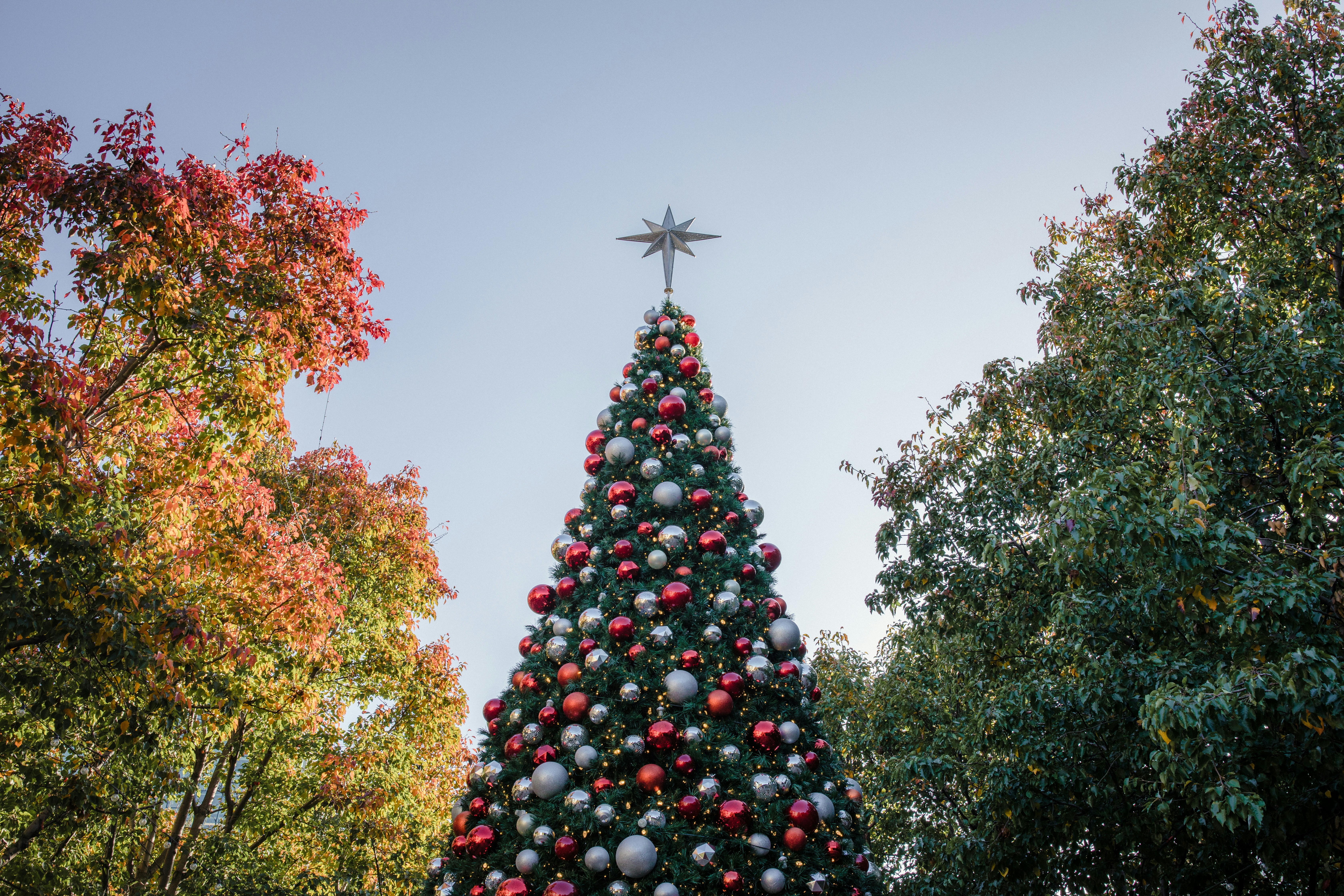 Christmas Tree Outside Daytime