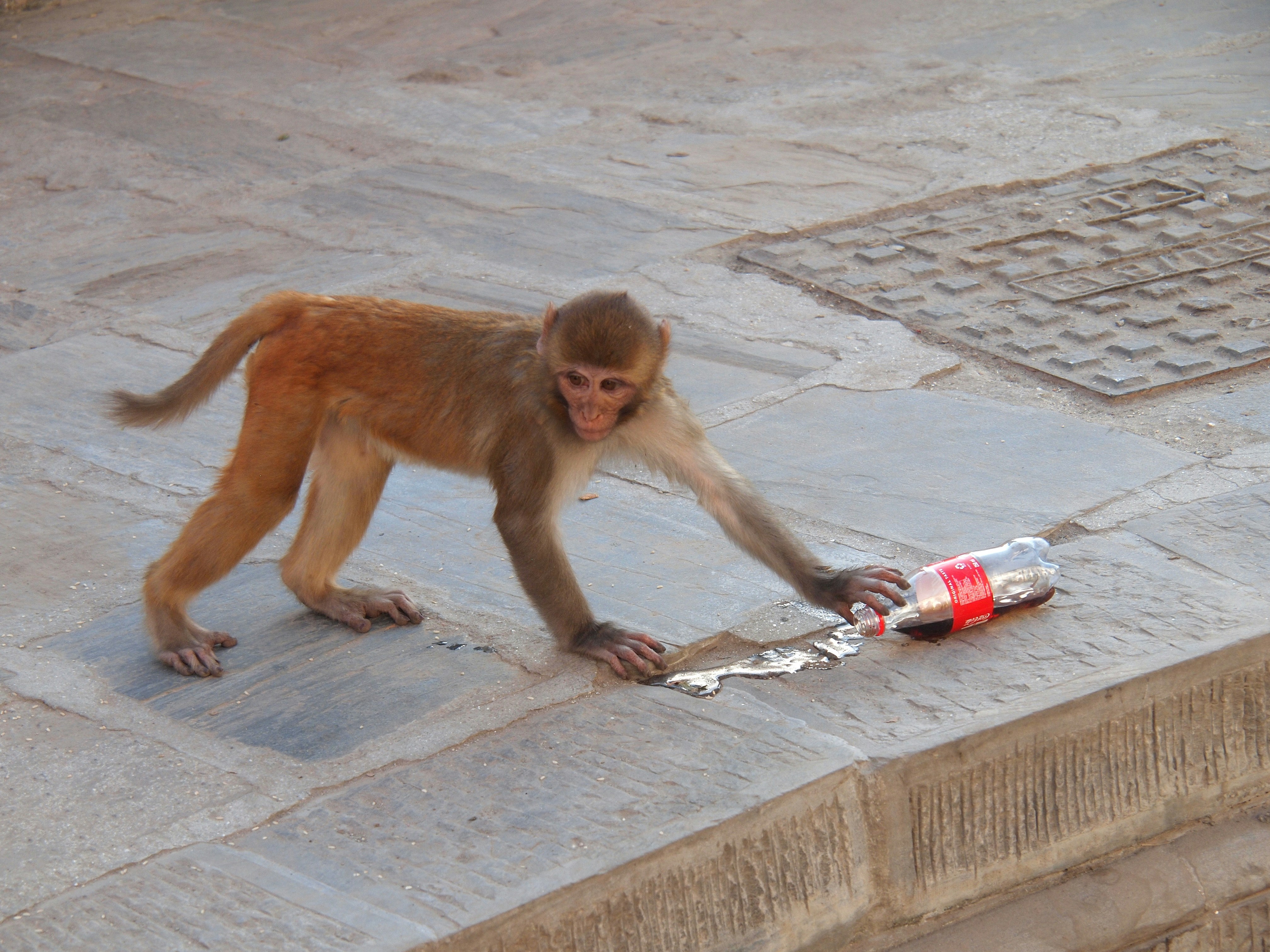 Brown monkey holding Coca-Cola bottle photo – Free Dog Image on Unsplash
