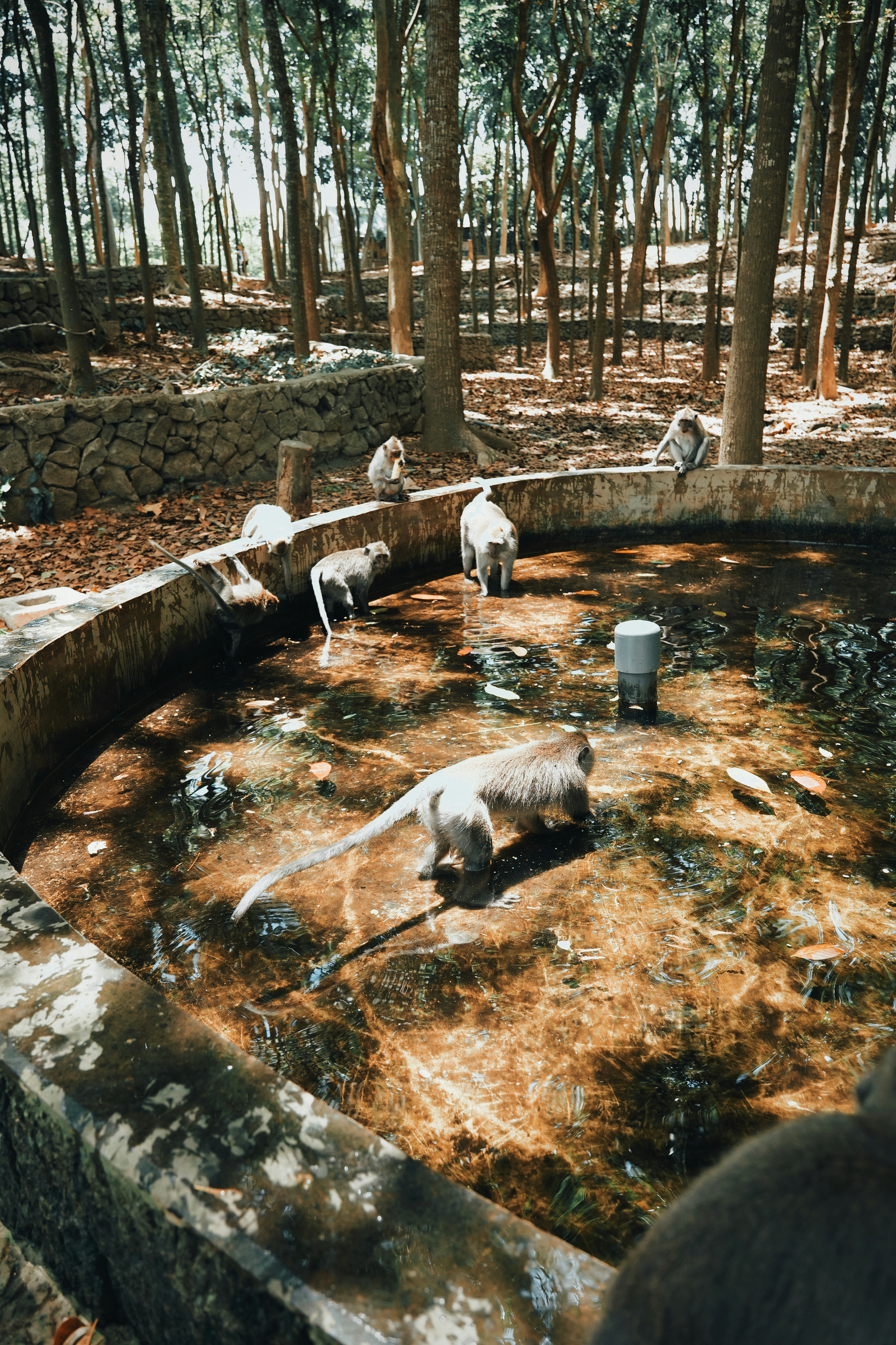 Circle of Tails: Monkeys Gather at a Sunlit Stone Pool