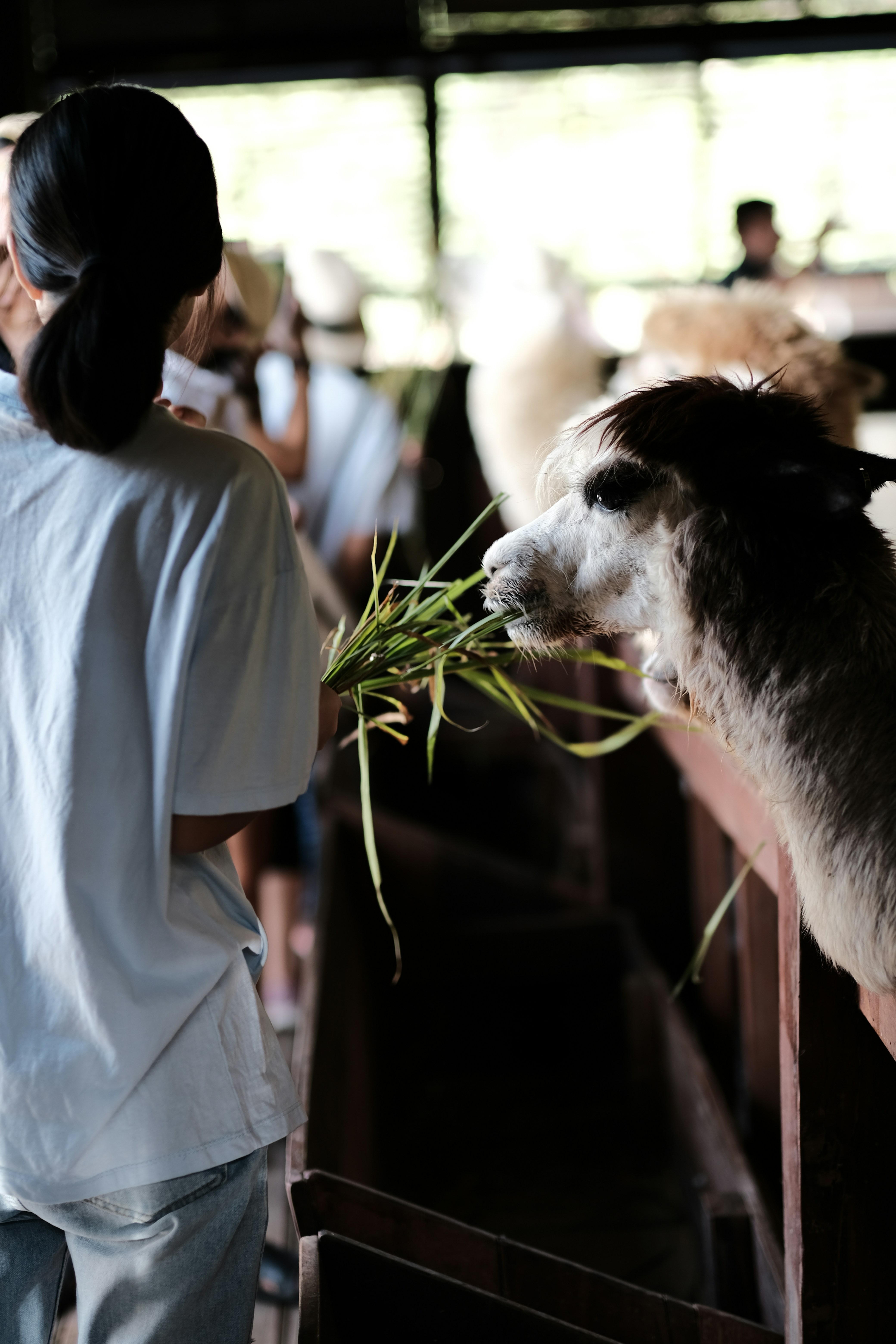 Grass Exchange at the Barn: An Alpaca's Quiet Snack Moment