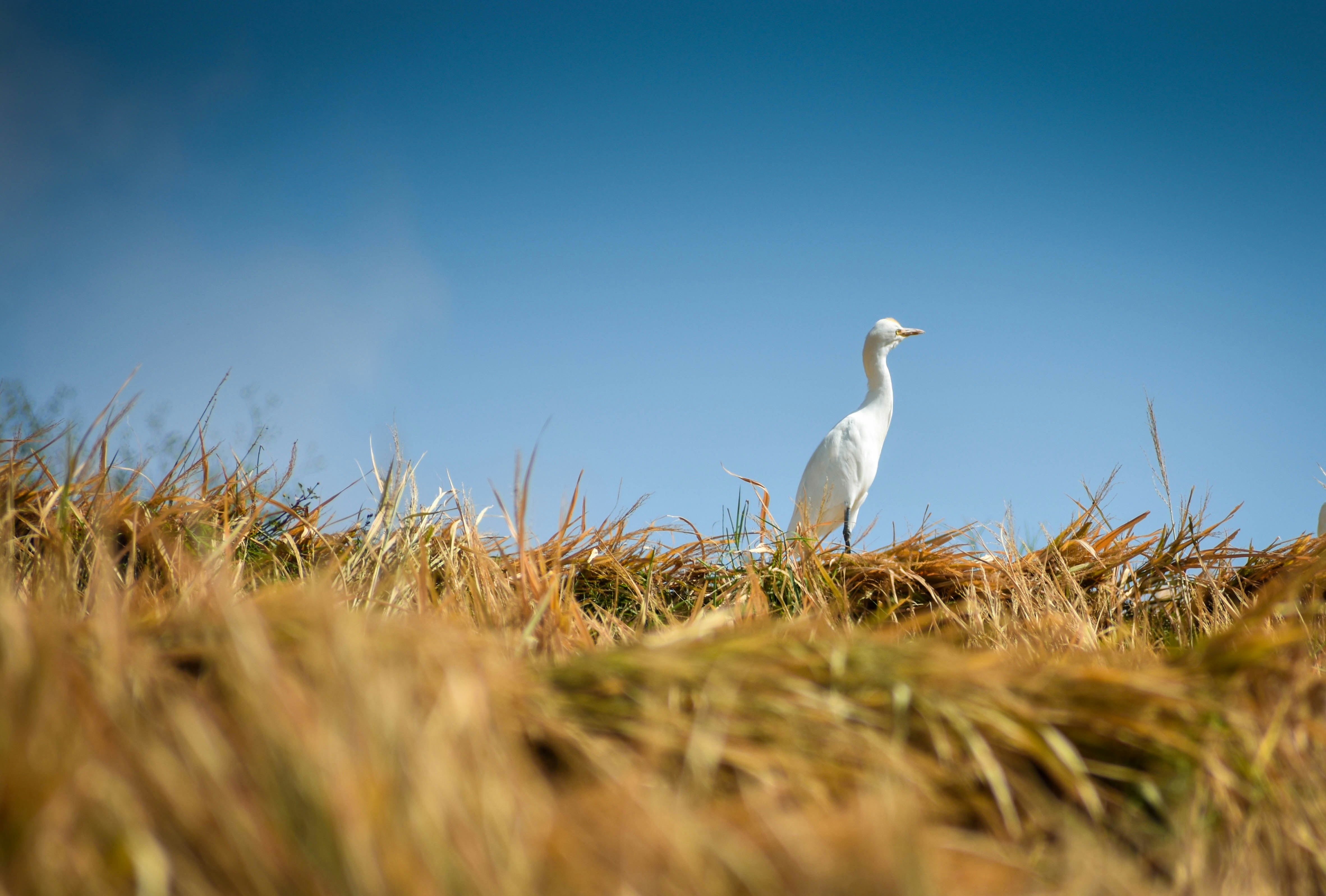 Foto Pájaro blanco en un campo de hierba marrón durante el día – Imagen ...
